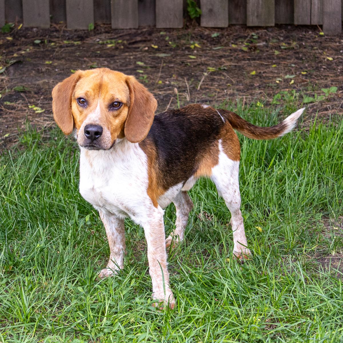 Dog for adoption - Goober, a Beagle Mix in Arlington Heights, IL ...