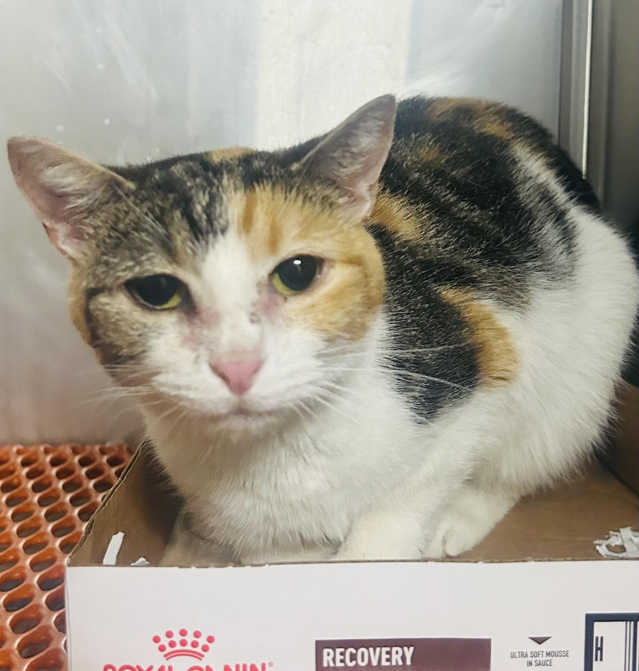 Cat for adoption - Sashay Sasha, a Domestic Short Hair in Hoboken, NJ ...