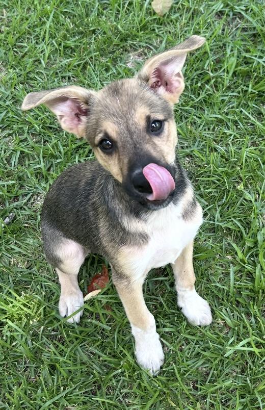 Dog for adoption - Mallie, a German Shepherd Dog Mix in Fayetteville ...