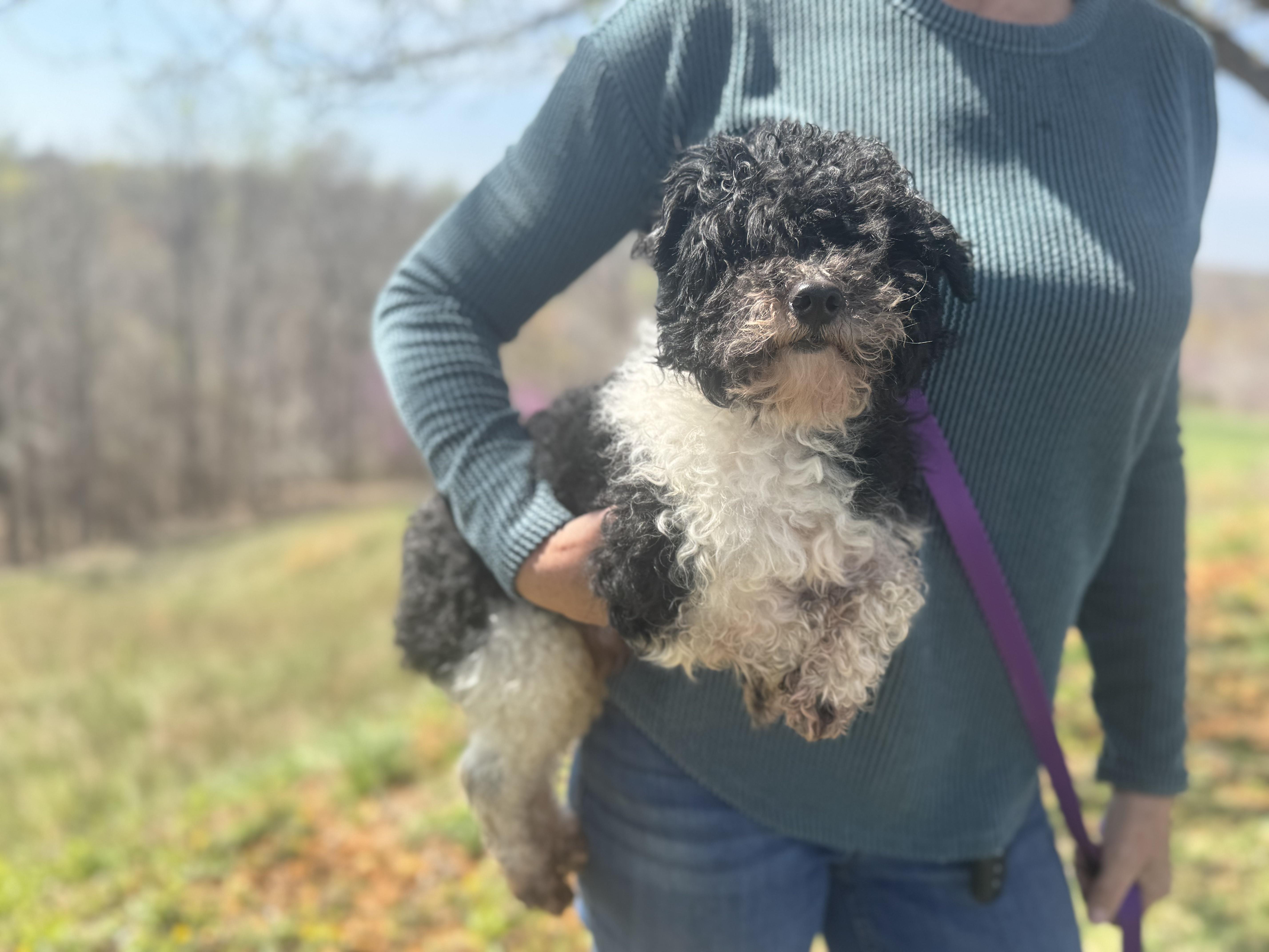 Dog for adoption - Oreo, a Miniature Poodle Mix in Gradyville, KY ...