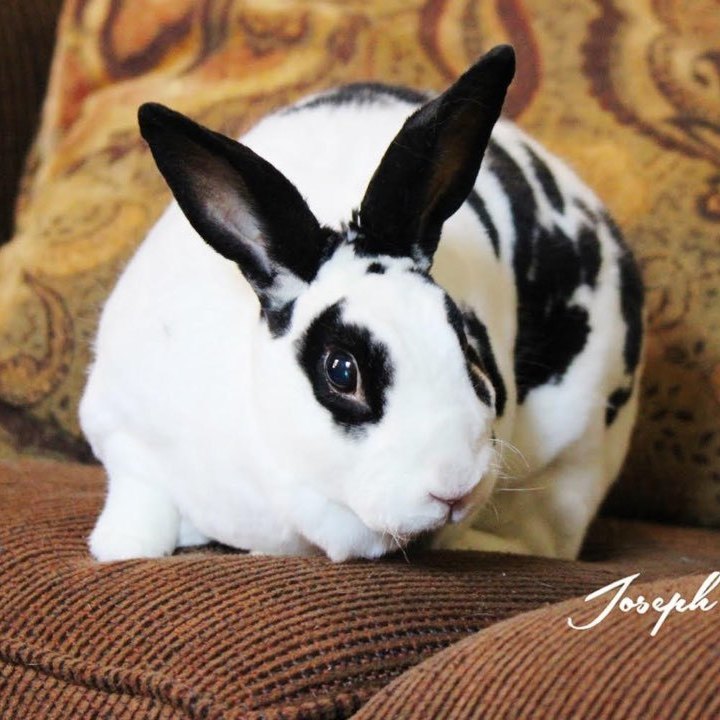 Rabbit for adoption - Checkers, a Mini Rex in Turnersville, NJ | Petfinder
