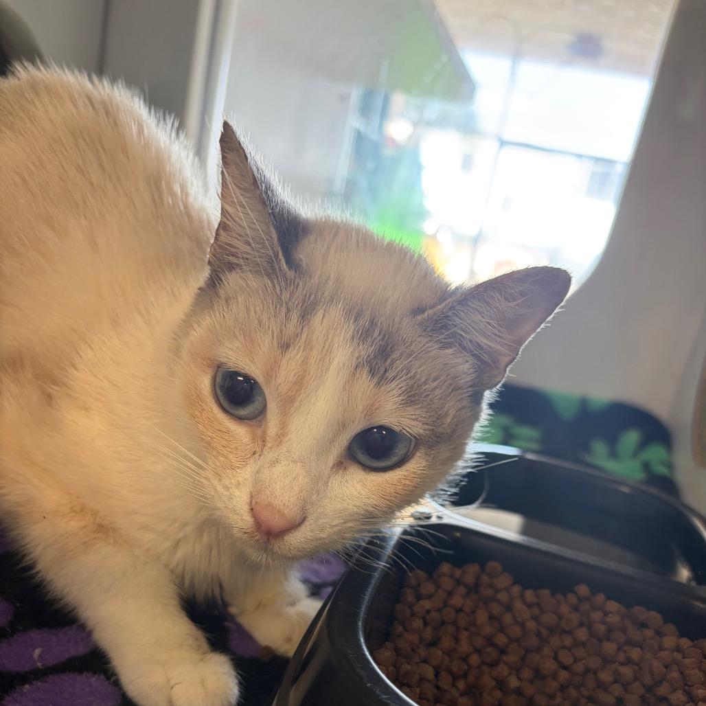 Adopt Chanel in Lake Jackson | Domestic Short Hair cat | Buddy