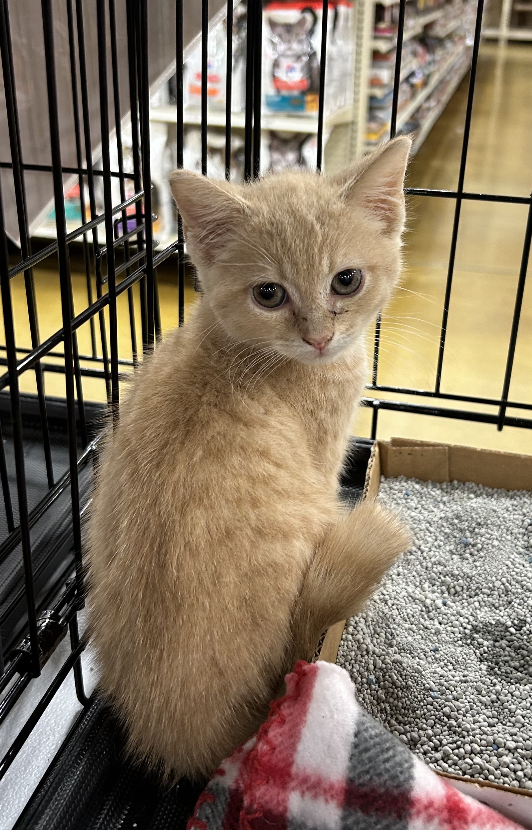 Cat for adoption - Larsen, a Domestic Short Hair in Bridgeton, NC ...