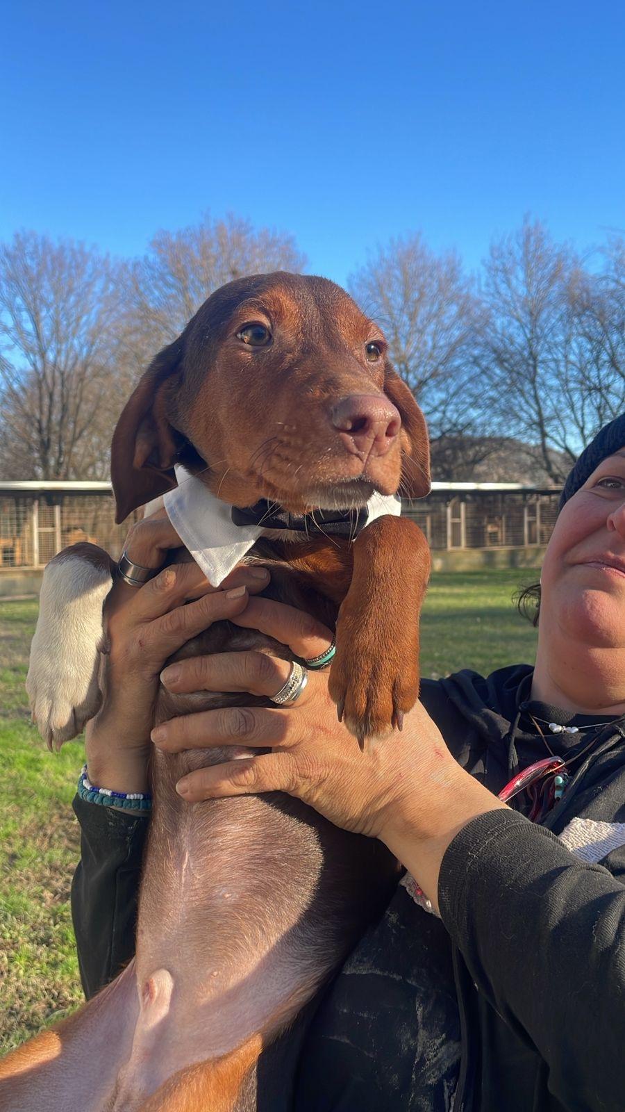 Pablo - Adoptable Pet | Petfinder | Petfinder