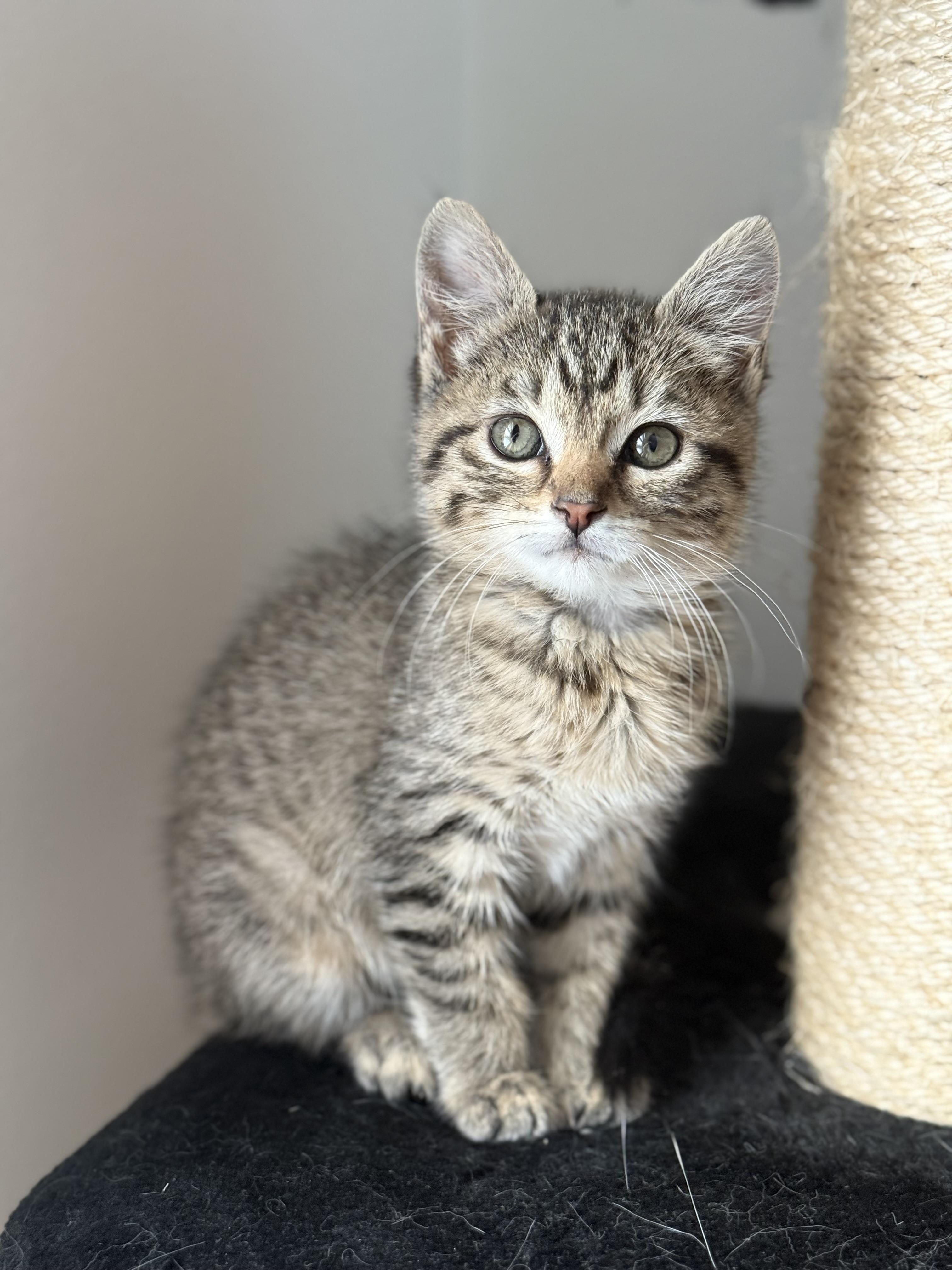 Cat for adoption - KitKat and Hershey, a Domestic Medium Hair in Granby ...