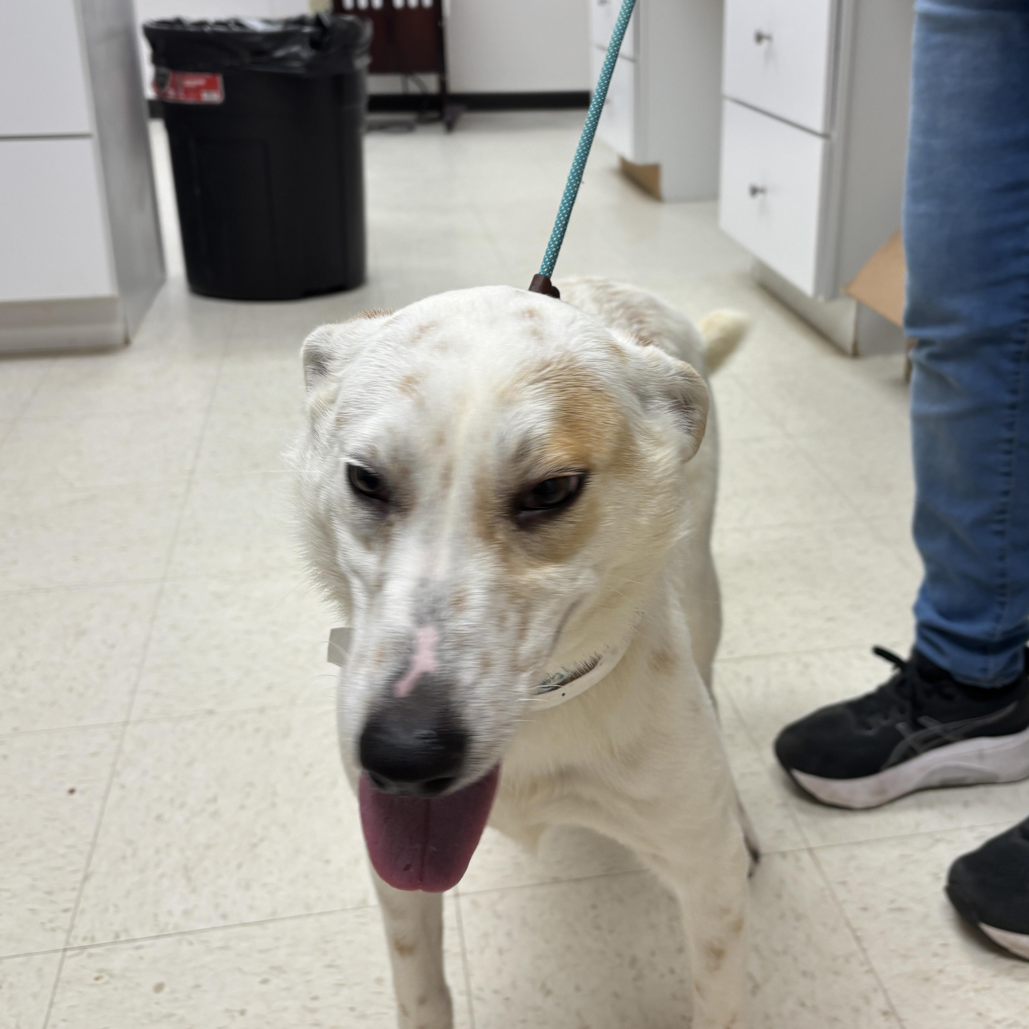 Zaylee - Adoptable Pet | Petfinder | Petfinder