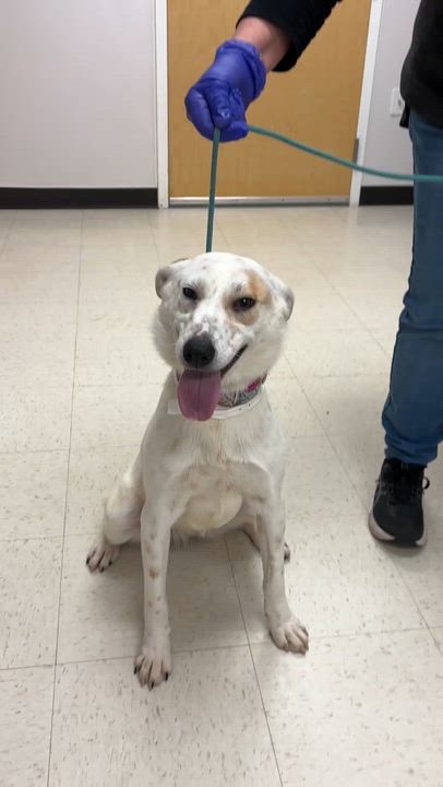 Zaylee - Adoptable Pet | Petfinder | Petfinder