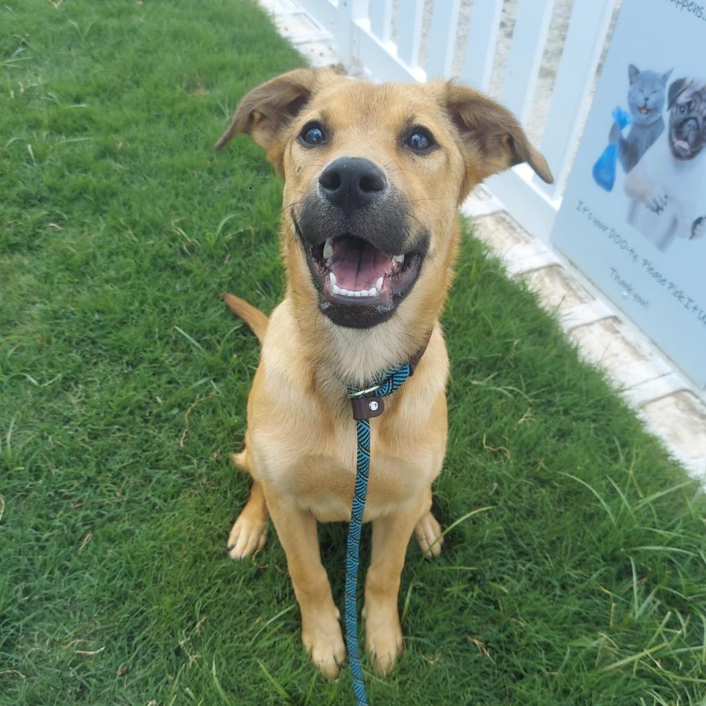 Dog for adoption - Lainey JE, a Shepherd & Catahoula Leopard Dog Mix in ...