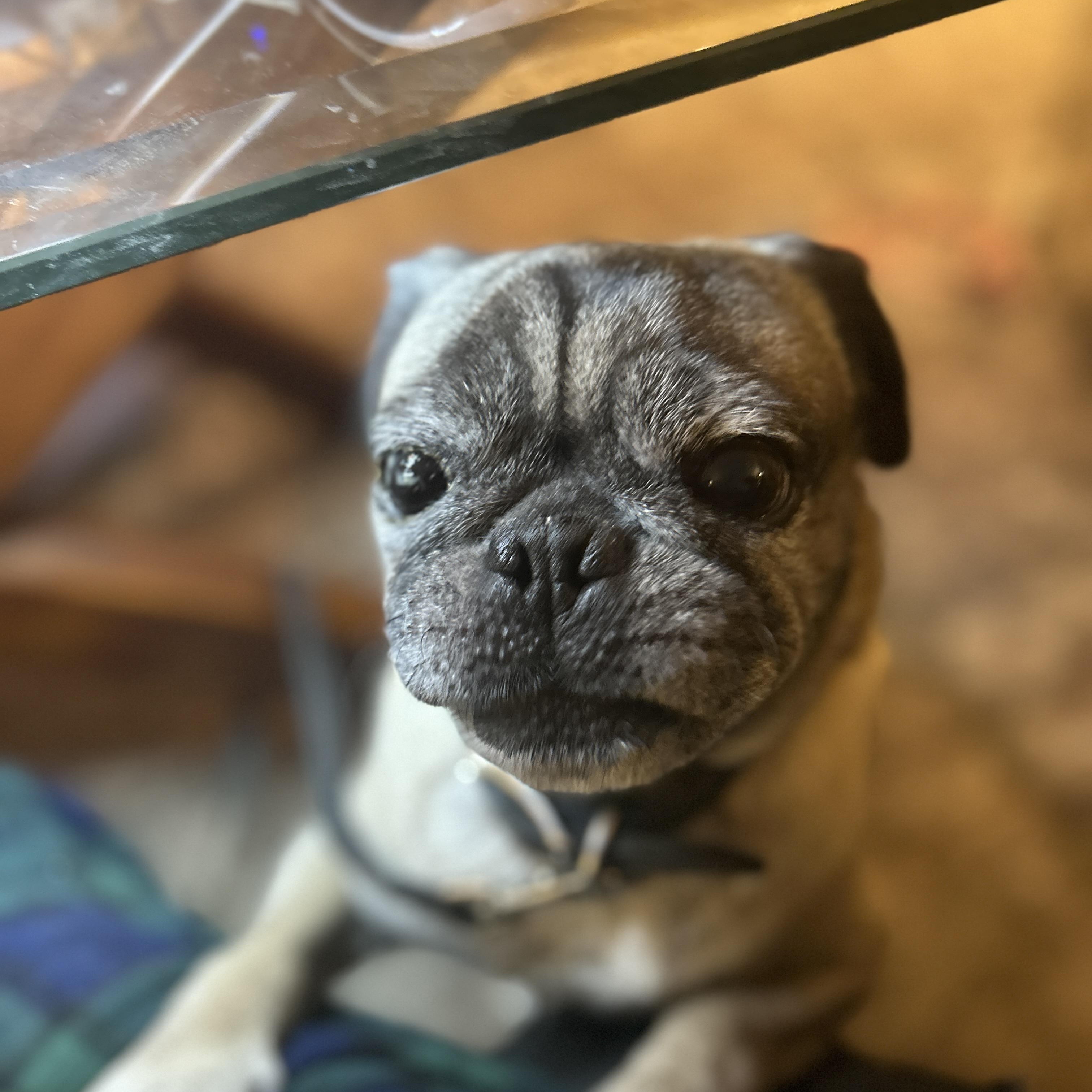Dog for adoption - Pluto, a Pug in Murrieta, CA | Petfinder