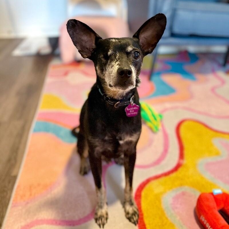 Dog for adoption - Harris Blaze the Snuggly One Eyed Pirate Dog, a ...