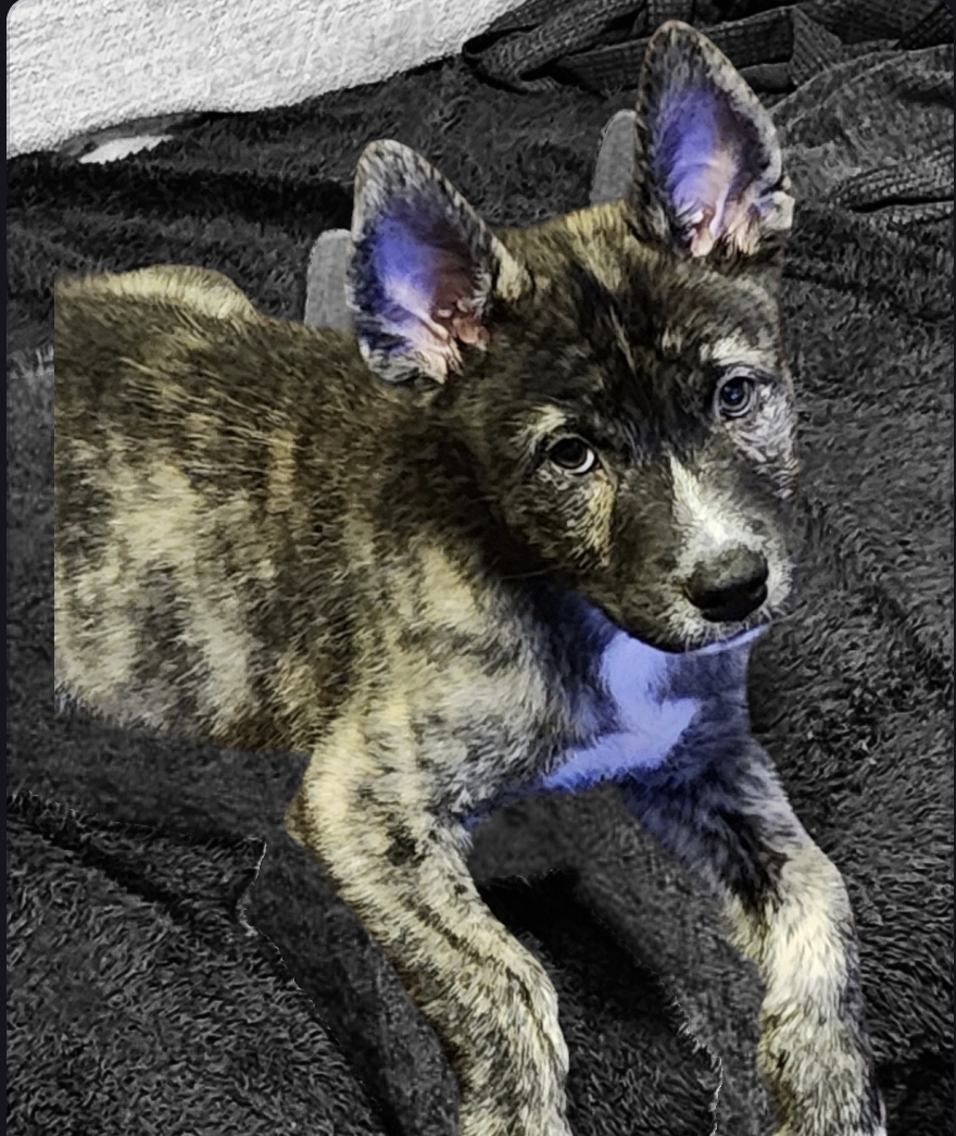 Dog for adoption - Topaz, a Retriever & Pit Bull Terrier Mix in Benton ...