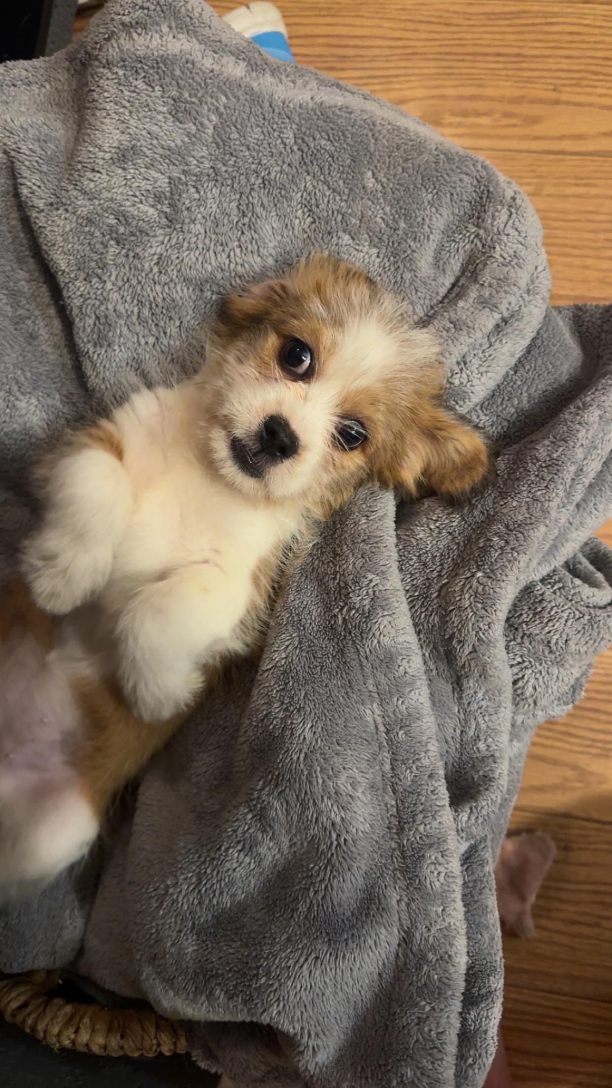 Dog for adoption - Lola. ADOPTED, a Lhasa Apso in Union Grove, WI | Petfinder