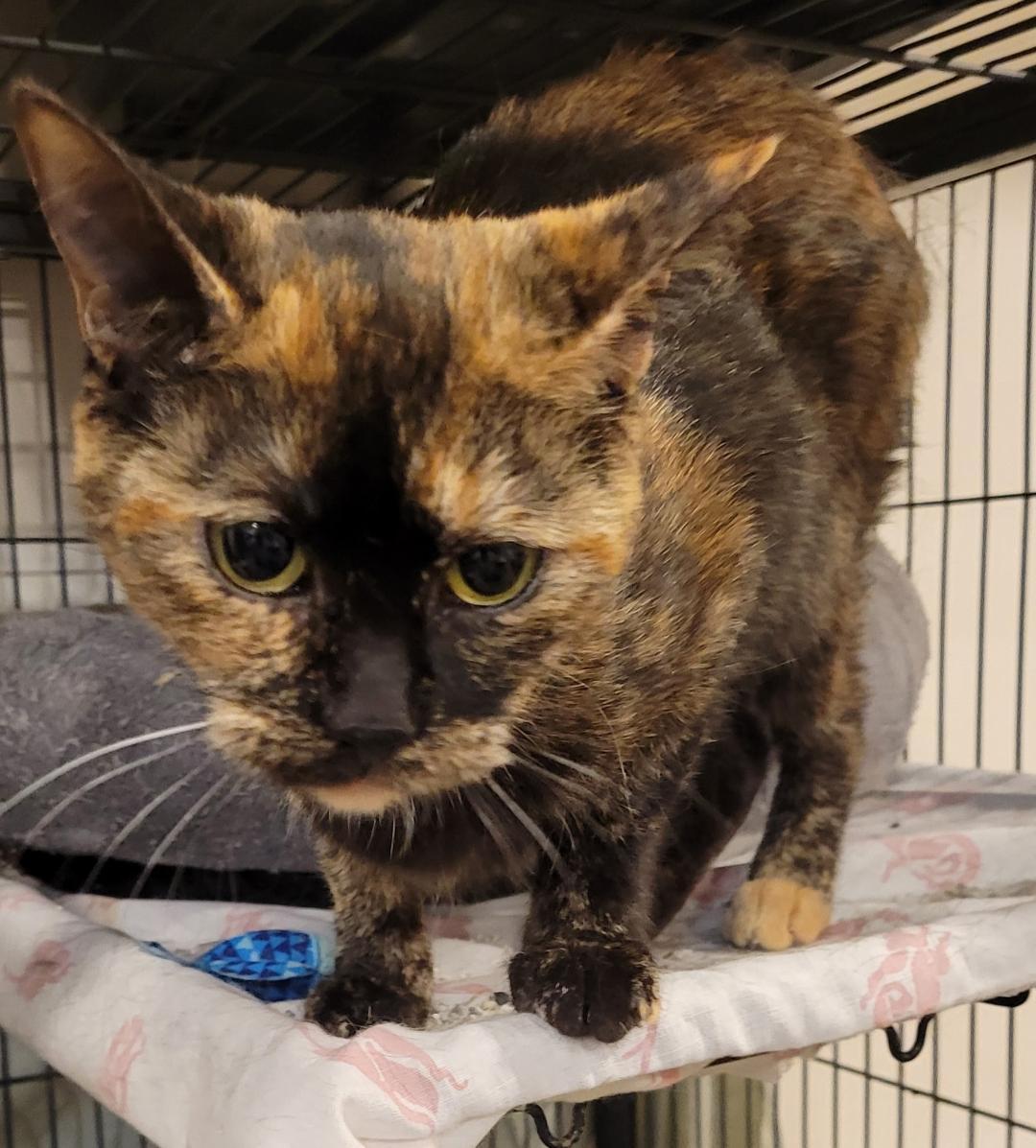 Virginia - Adoptable Pet | Petfinder | Petfinder