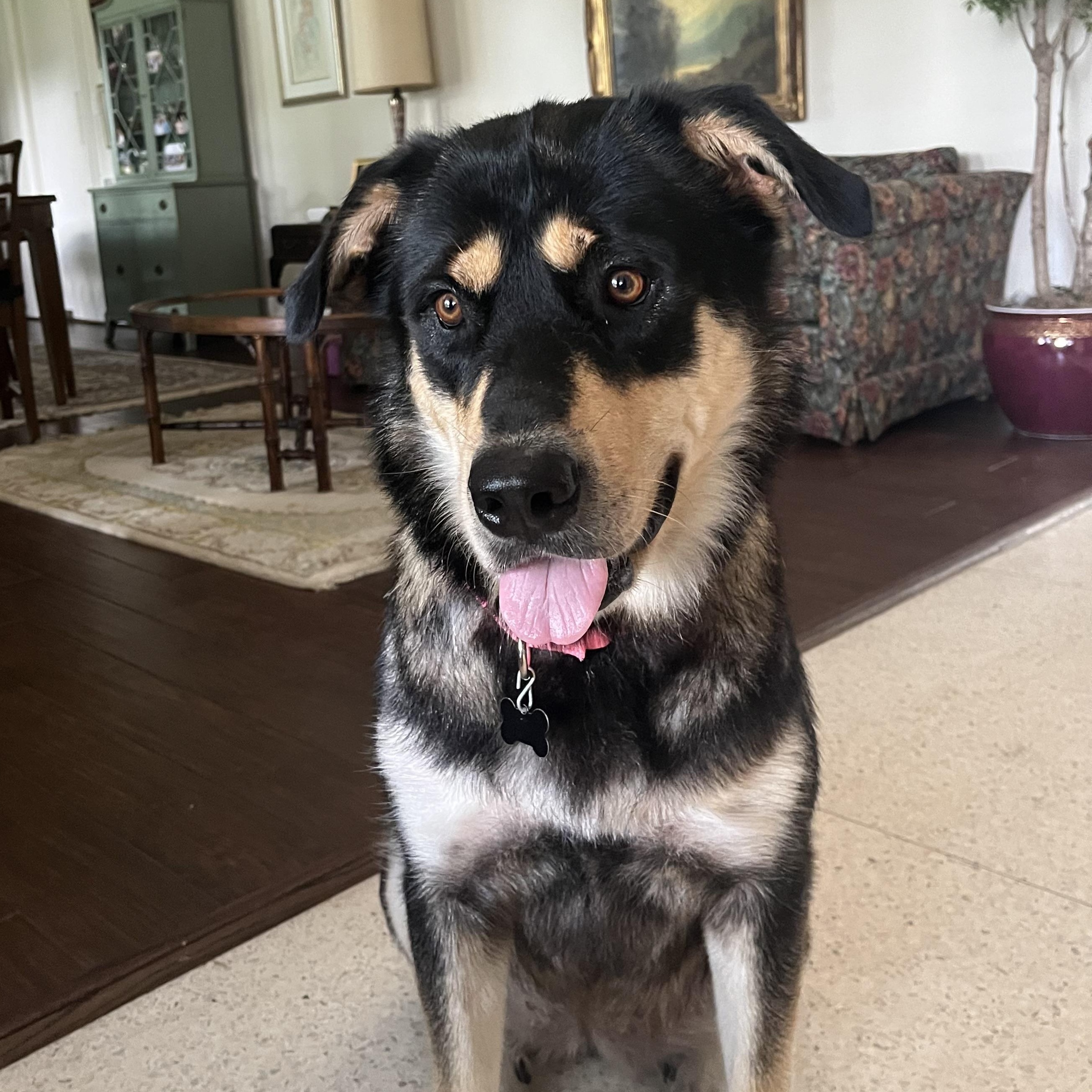 Dog for adoption - Bella Mae, an Akita Mix in Springfield, MA | Petfinder