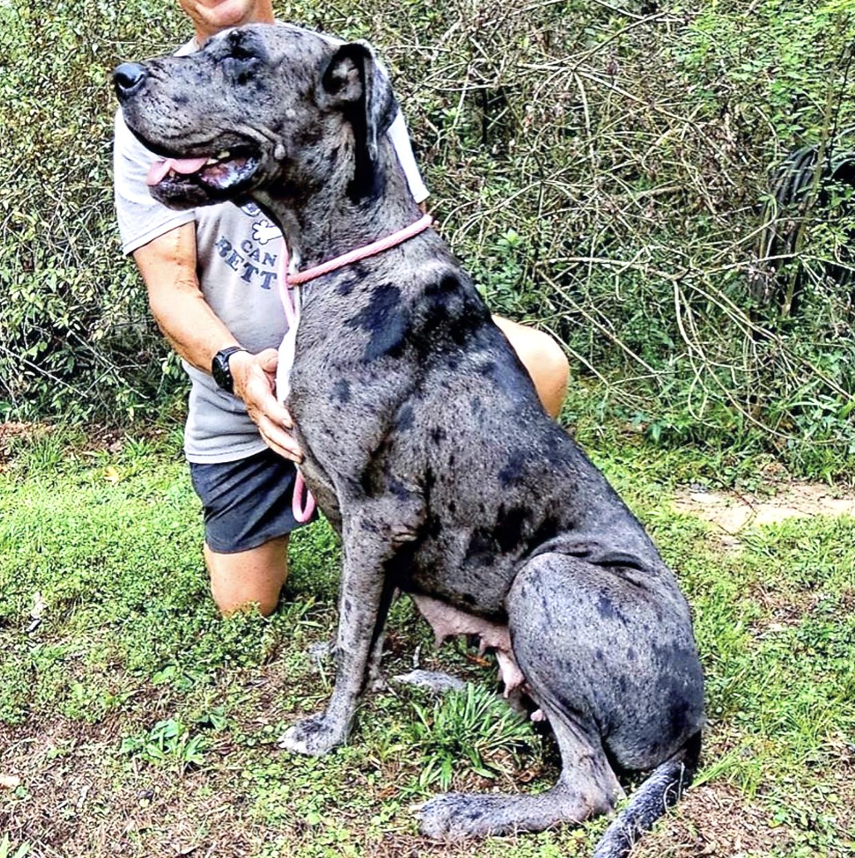 Dog for adoption - Becca, a Great Dane in Portland, OR | Petfinder