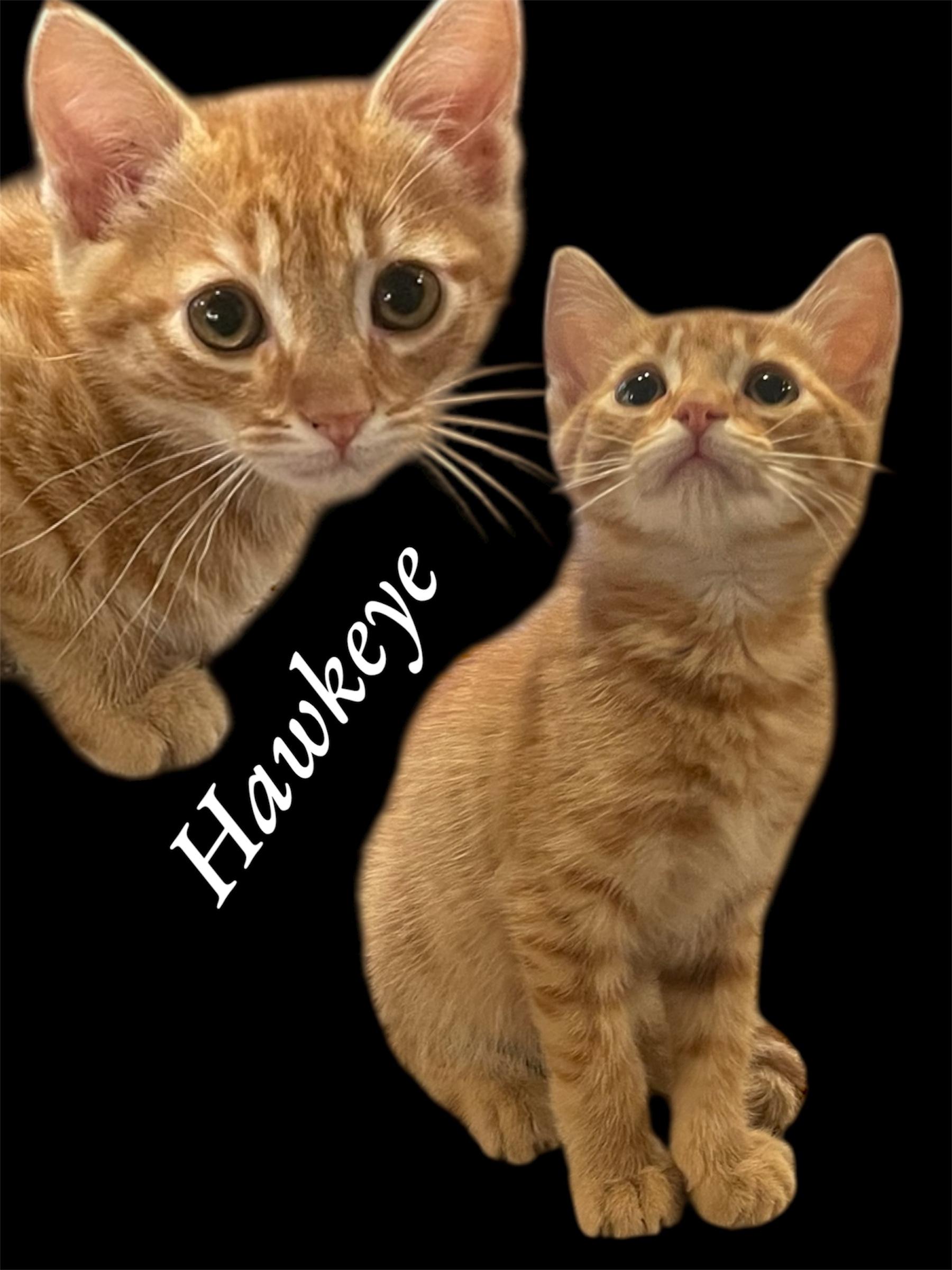 Cat for adoption - Hawkeye, a Domestic Short Hair in Auburn, CA | Petfinder