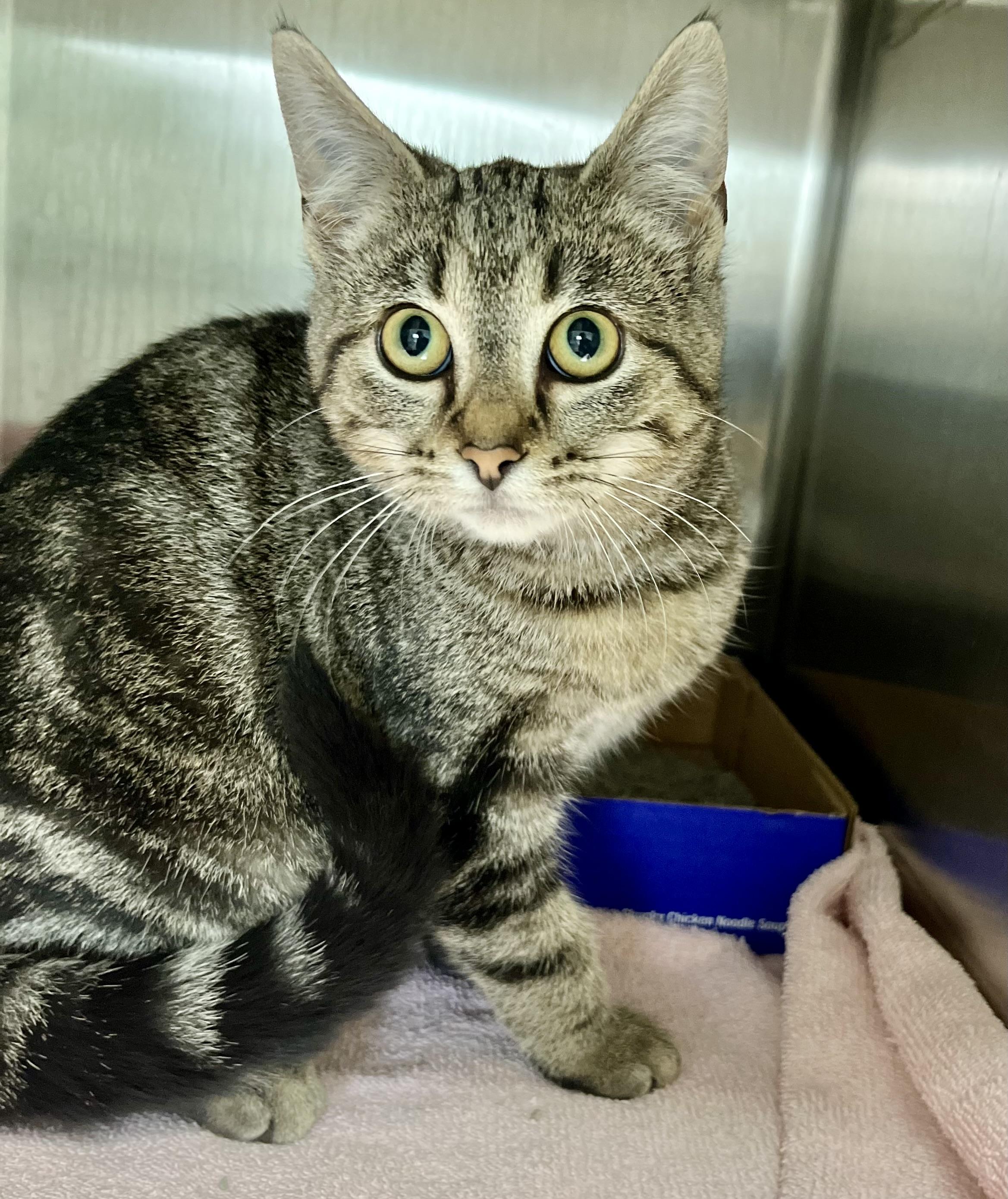 Cat for adoption - Sweet Pea, a Domestic Short Hair in Wooster, OH ...