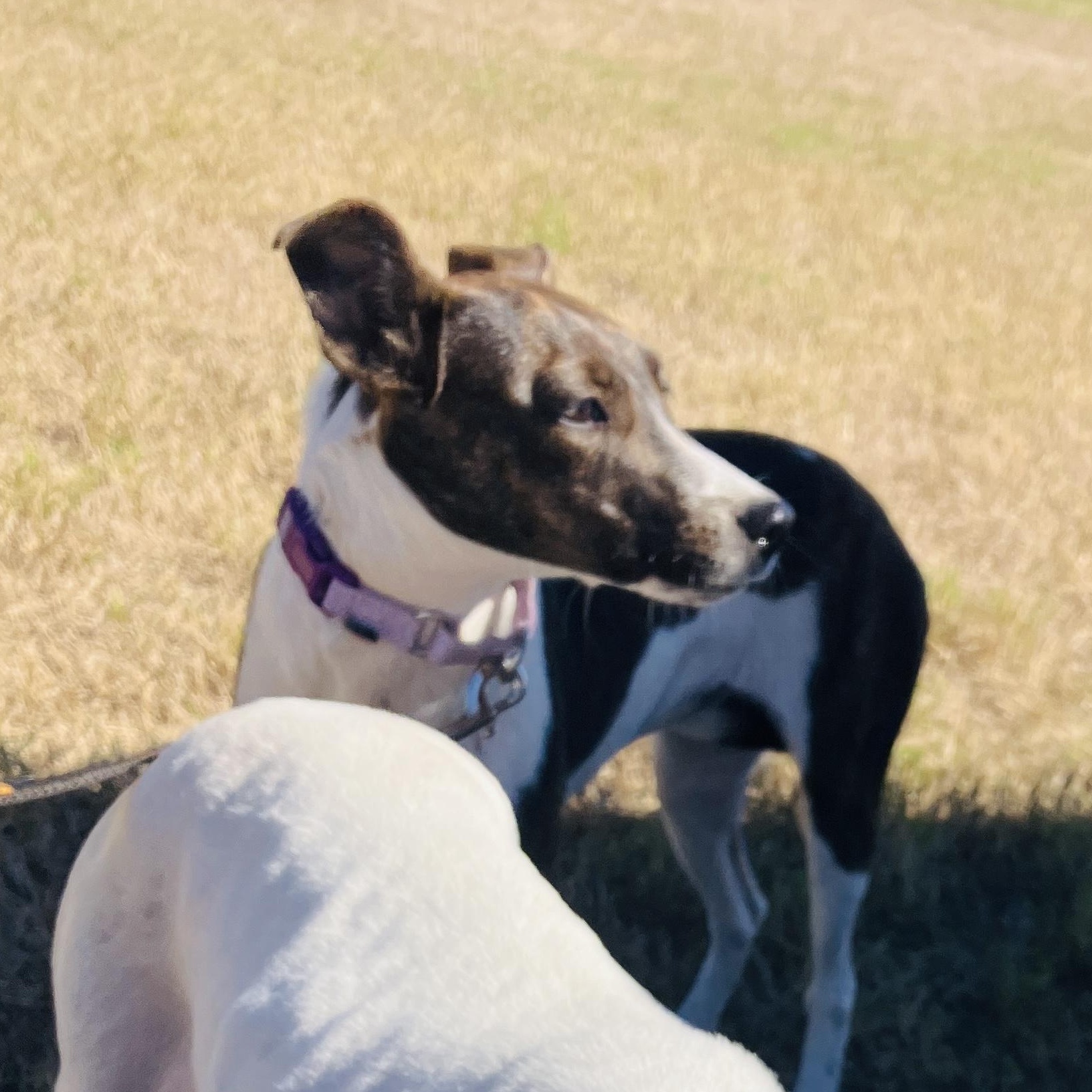 Dog for adoption - Tse-tse, a Whippet Mix in Austin, TX | Petfinder