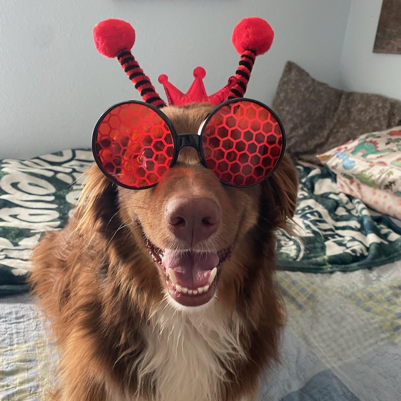 Dog for adoption - Bug, an Australian Shepherd in Portland, OR | Petfinder