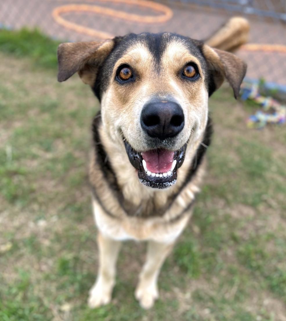 Dog for adoption - Kendra Scott, a Shepherd in Brooklyn, NY | Petfinder