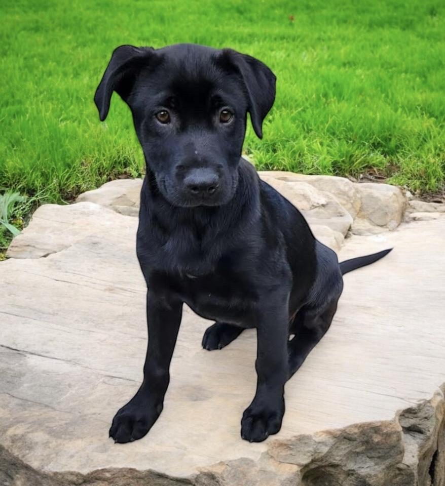 Dog for adoption - Princess, a Black Labrador Retriever Mix in Brattleboro, VT | Petfinder