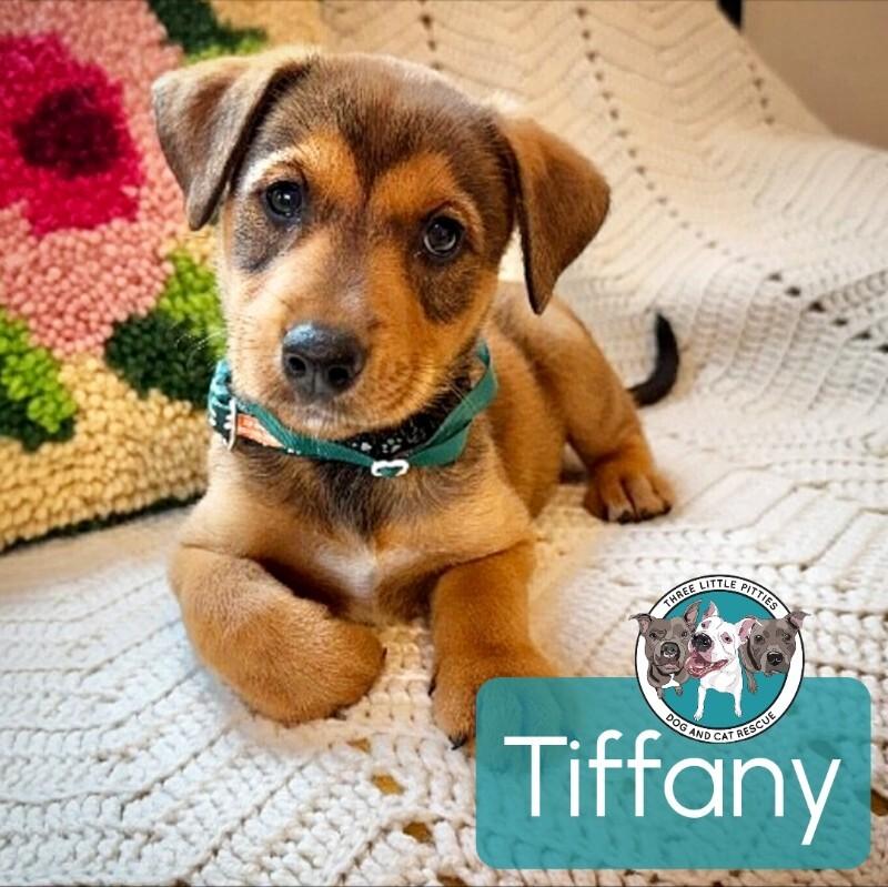 Dog for adoption - Tiffany Thea Hatch, a German Shepherd Dog & Labrador ...