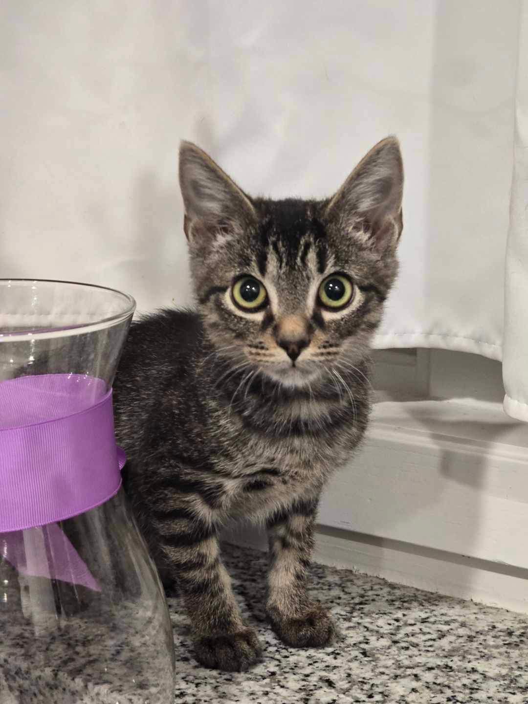 Cat for adoption - Murphy, a Tabby in Blaine, MN | Petfinder