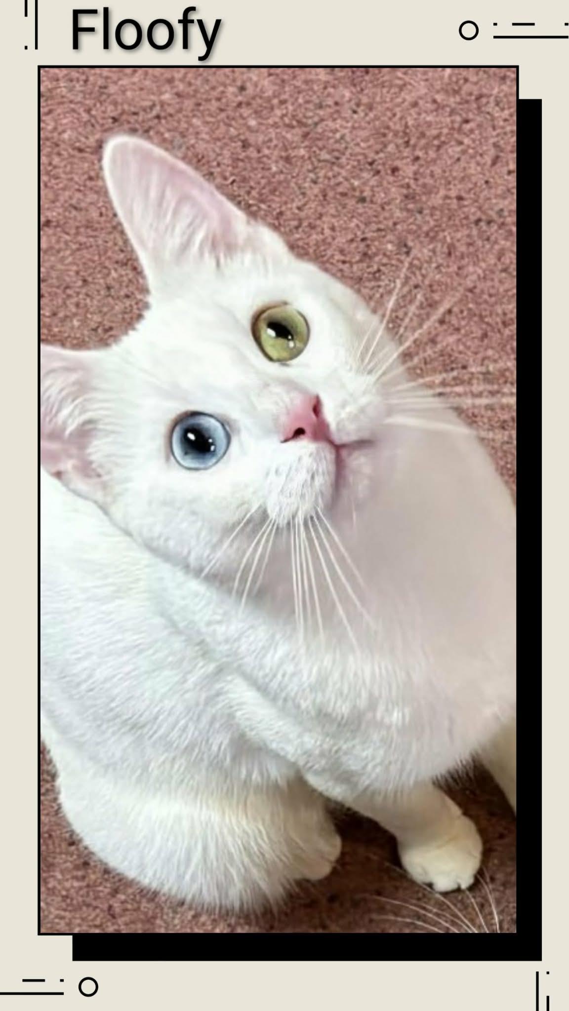 Floofy - Adoptable Pet | Petfinder | Petfinder
