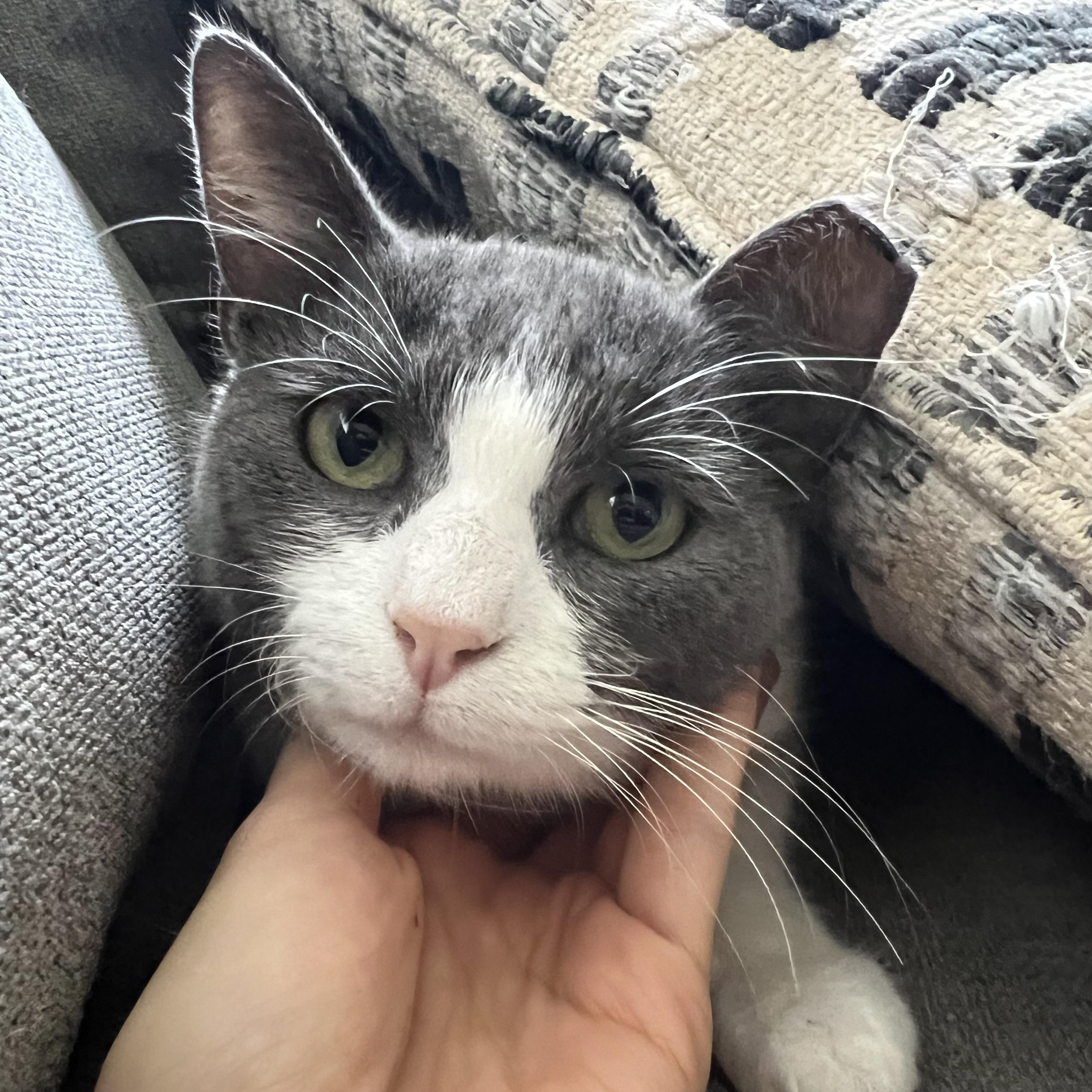 Cat for adoption - Peeta, a Domestic Short Hair in Bentonville, AR ...