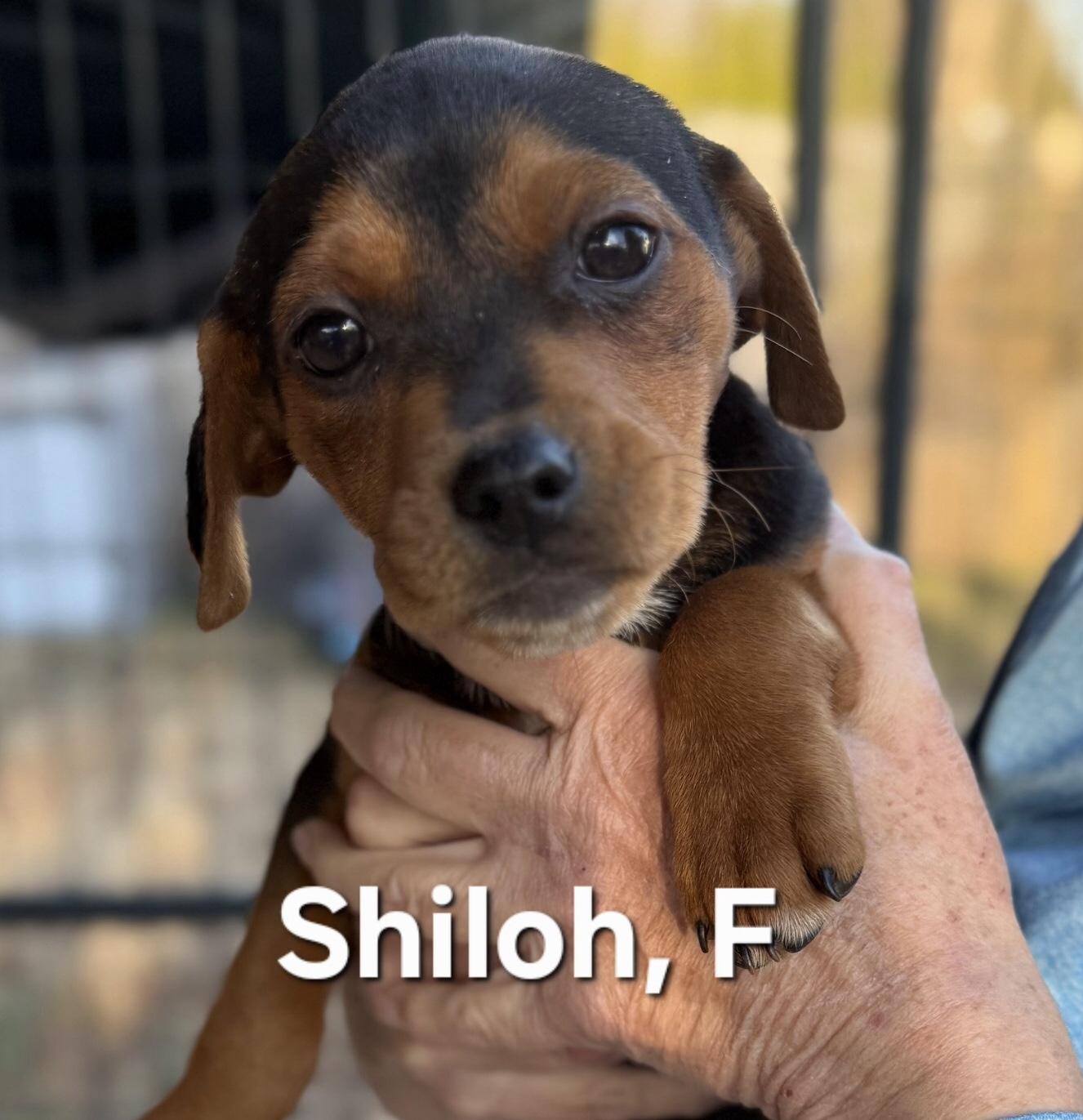 Dog for adoption - Shiloh, a Hound Mix in Parma, OH | Petfinder