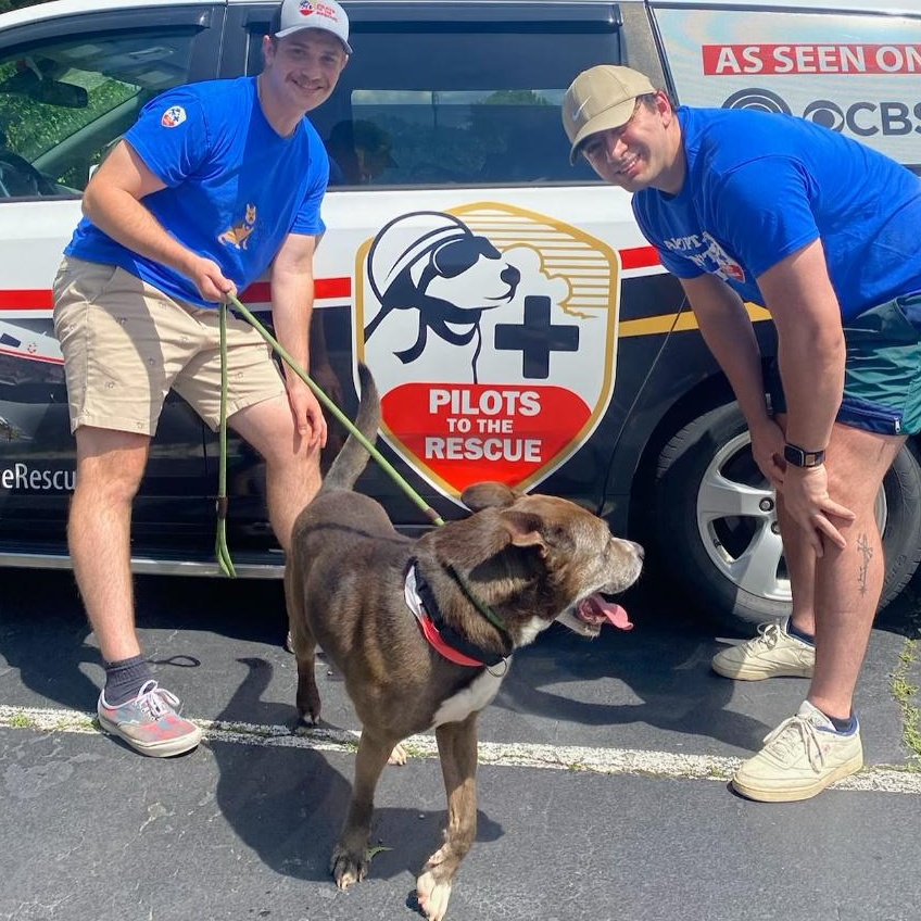 Dog for adoption - Dale, a Shepherd in Rochester, NY | Petfinder