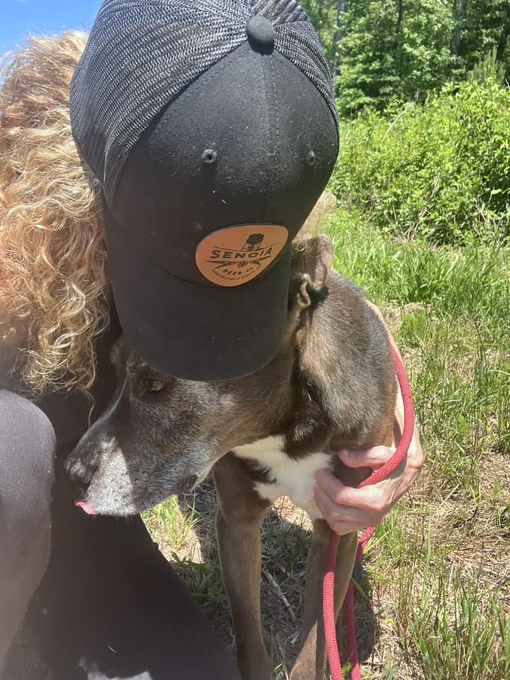 Dog for adoption - Dale, a Shepherd in Rochester, NY | Petfinder