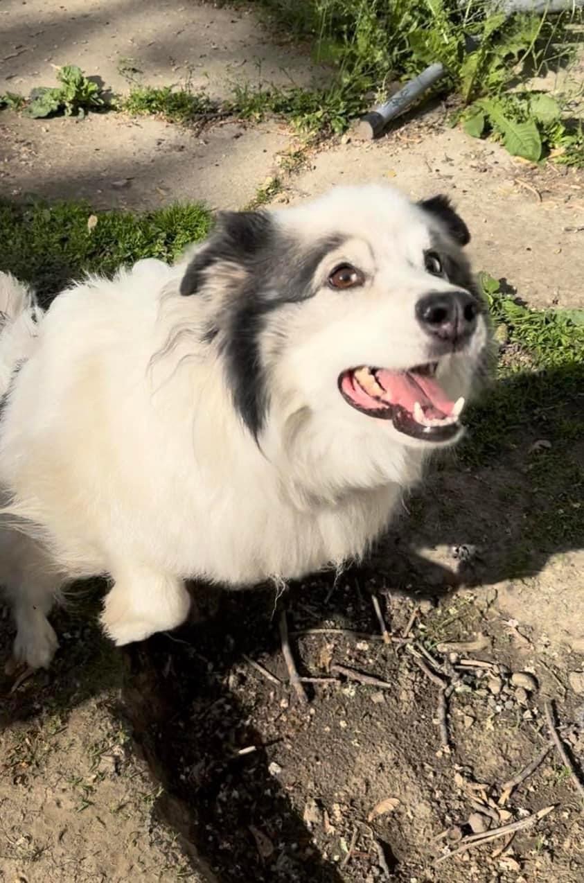 Dog for adoption - Rascal, a Siberian Husky in Lincoln Park, MI | Petfinder