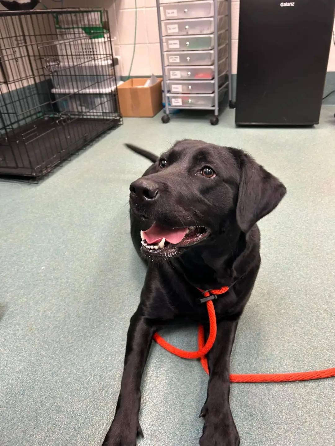 Dog for adoption - Sugar (formerly Matilda), a Black Labrador Retriever ...