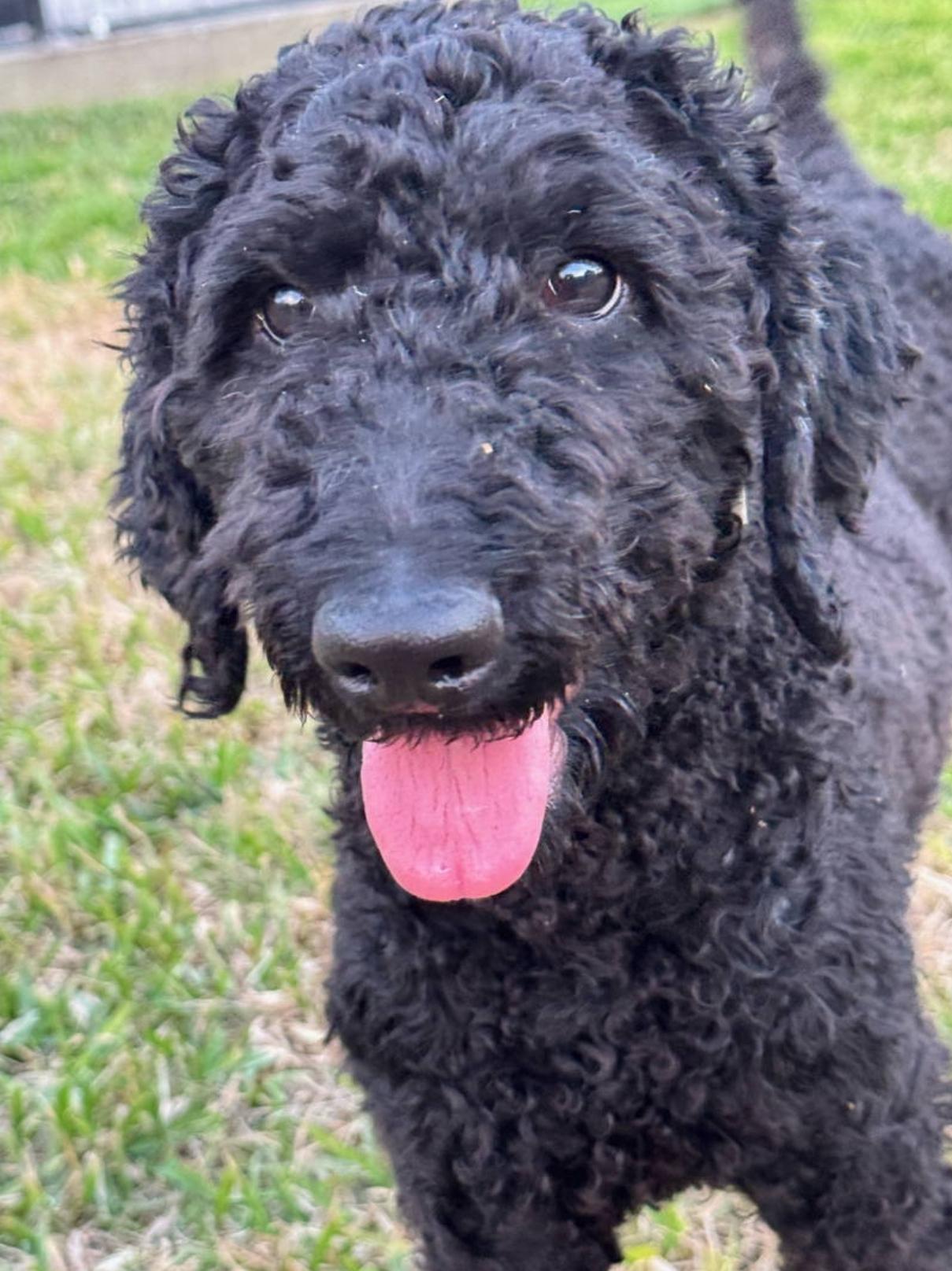 Dog for adoption - Kimble, a Miniature Poodle in Hanover, MD | Petfinder