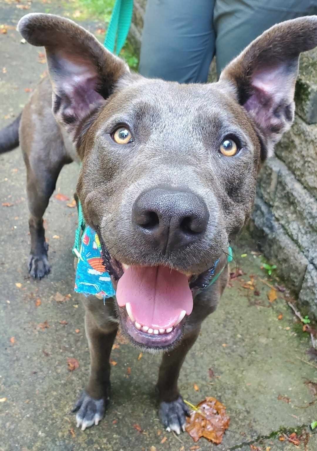 Dog for adoption - Dax, a German Shepherd Dog & Pit Bull Terrier Mix in ...