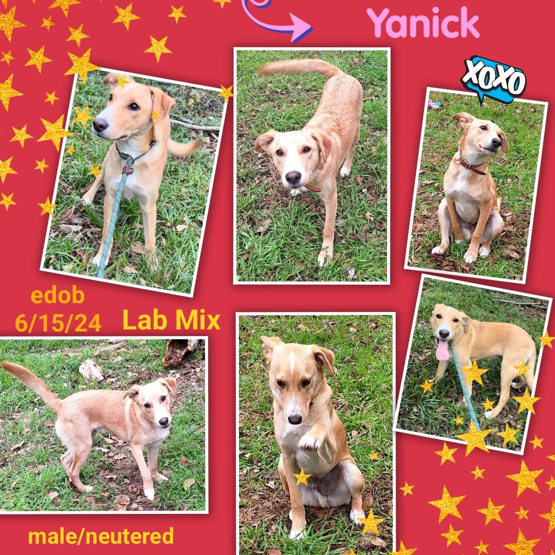 Dog for adoption - Yanick BR13474-T, a Labrador Retriever & Collie Mix ...