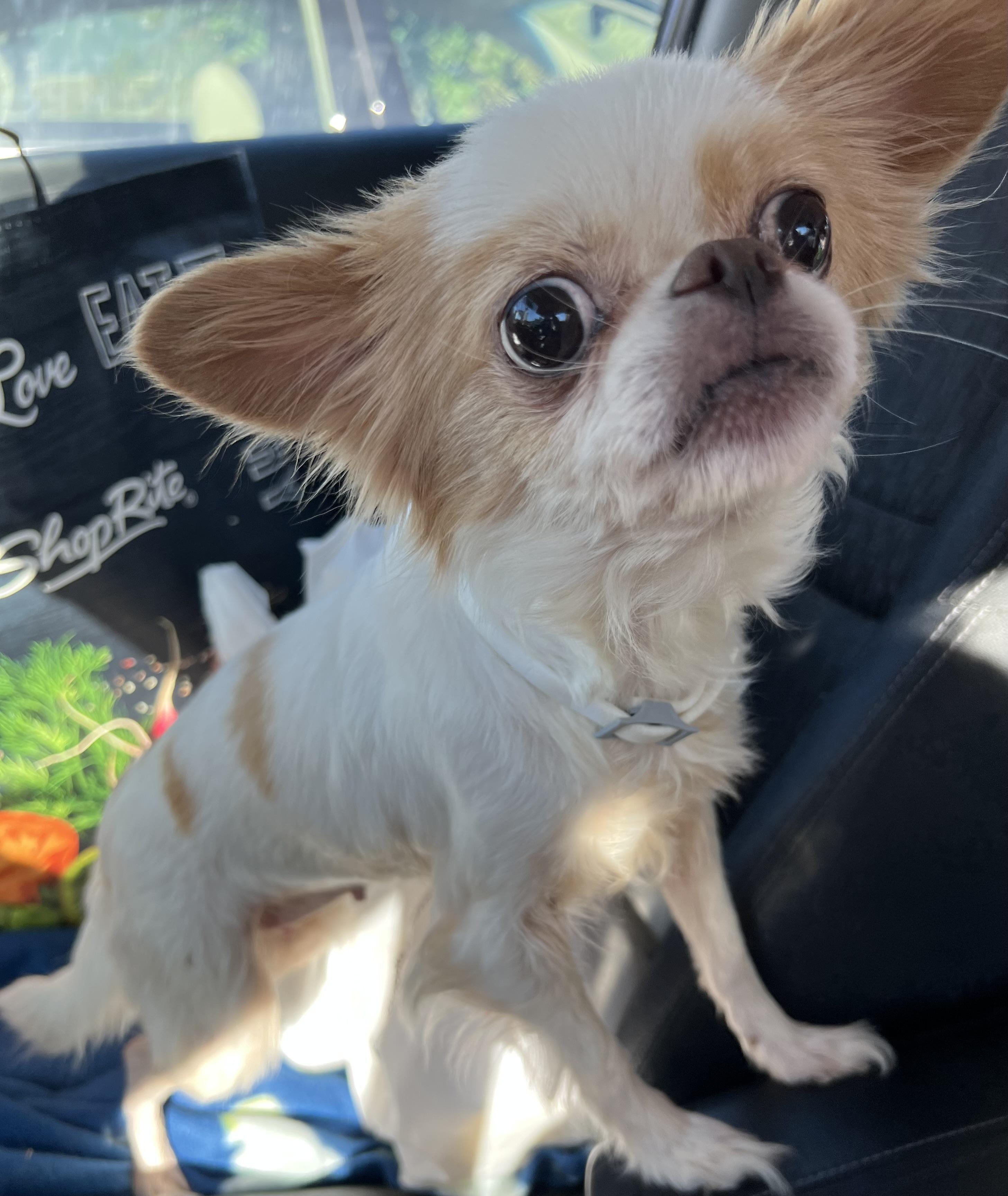 Winnie - Adoptable Pet | Petfinder | Petfinder