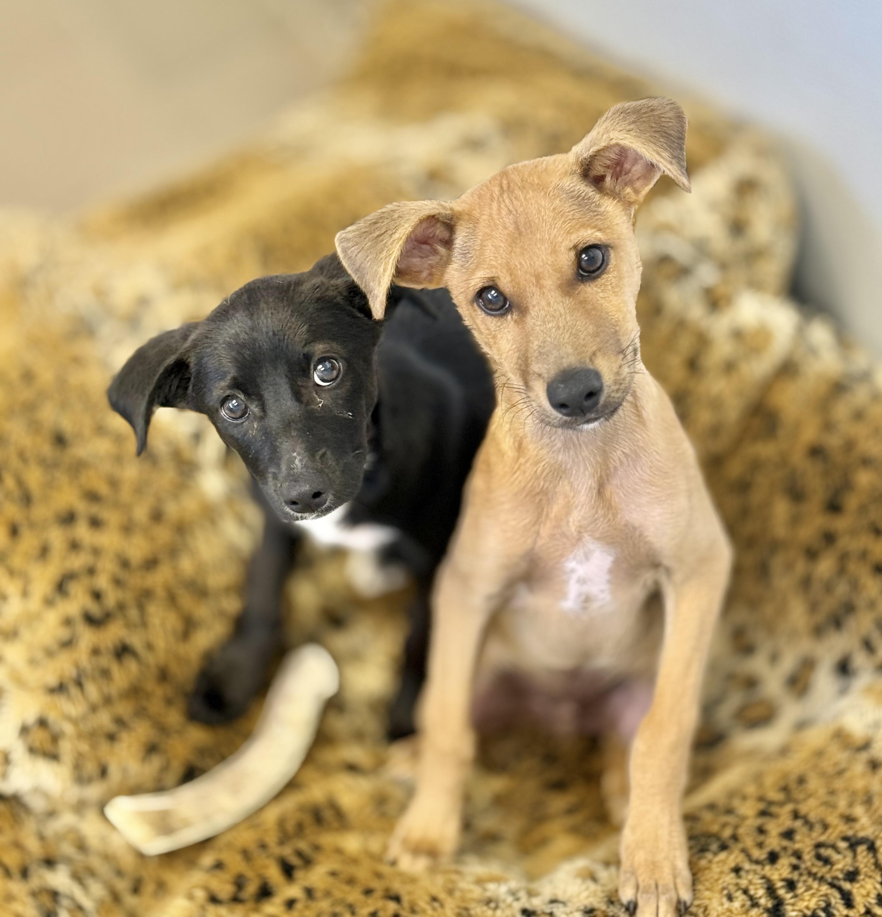 Mocha - Adoptable Pet | Petfinder | Petfinder