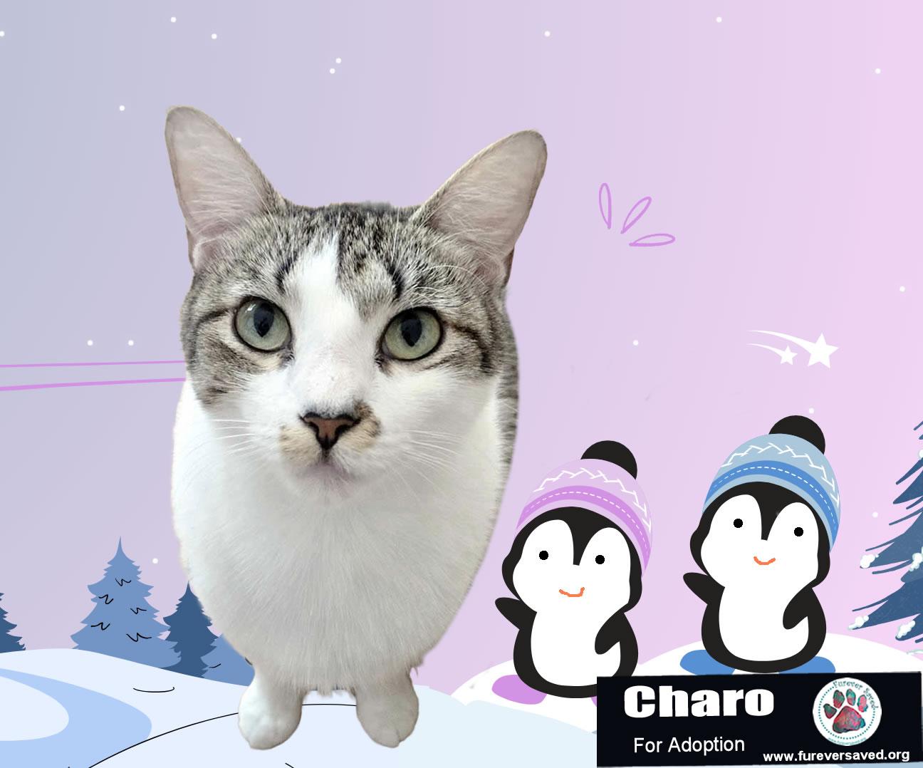 Cat for adoption - Charo, a Domestic Short Hair in Gaithersburg, MD ...