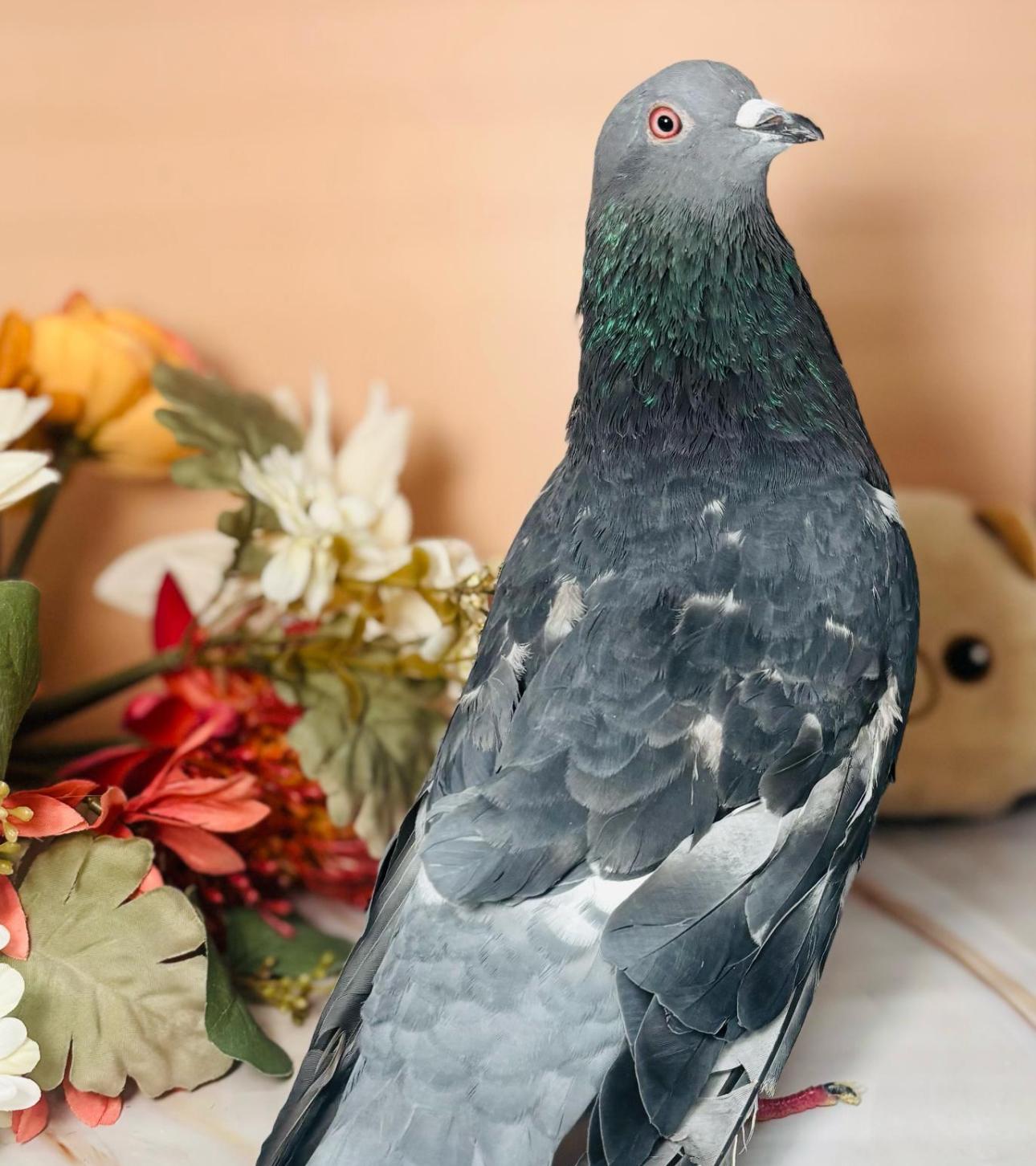Dove for adoption - Minervo, a Pigeon in Chicago, IL | Petfinder
