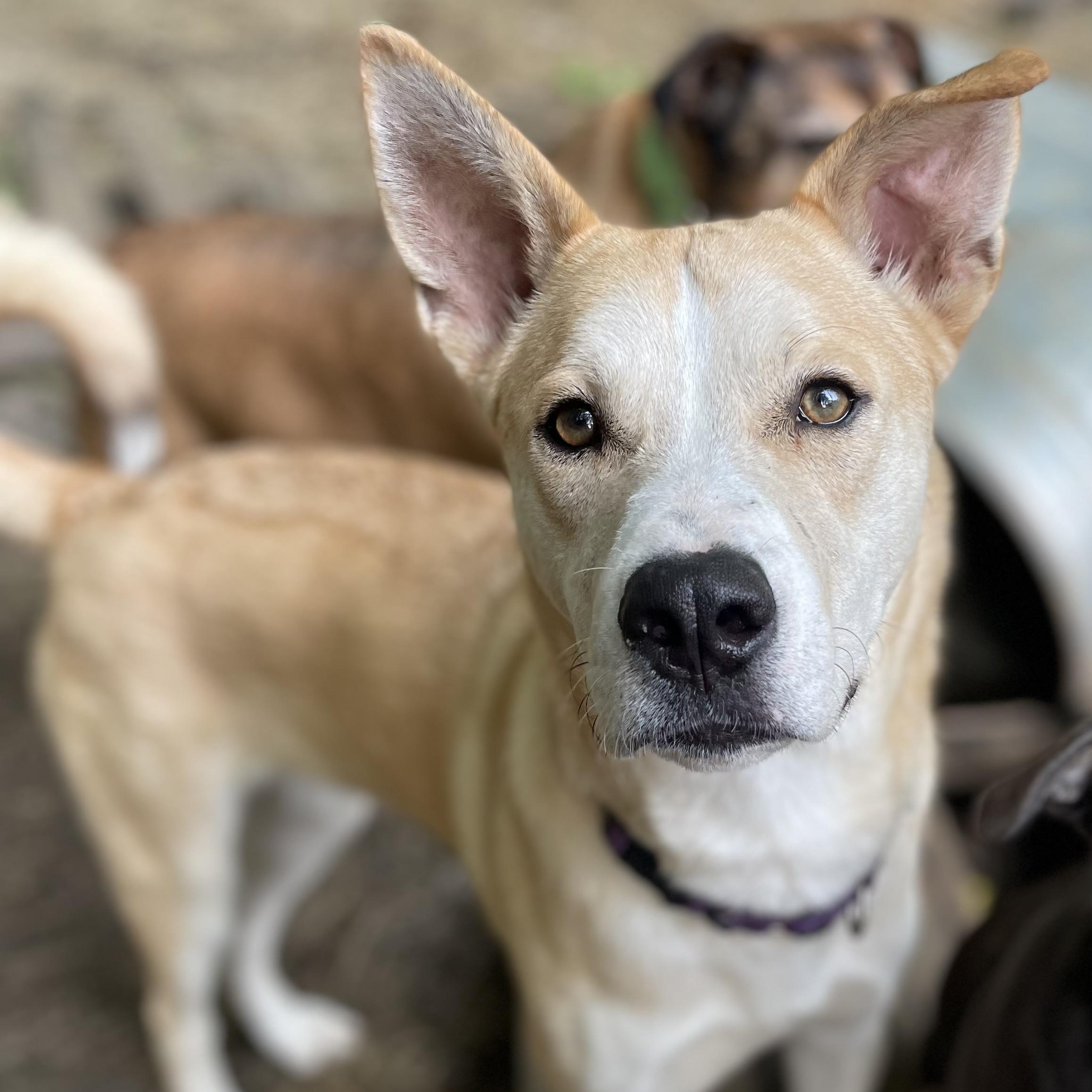 Dog for adoption - Dash, a Yellow Labrador Retriever & Husky Mix in ...