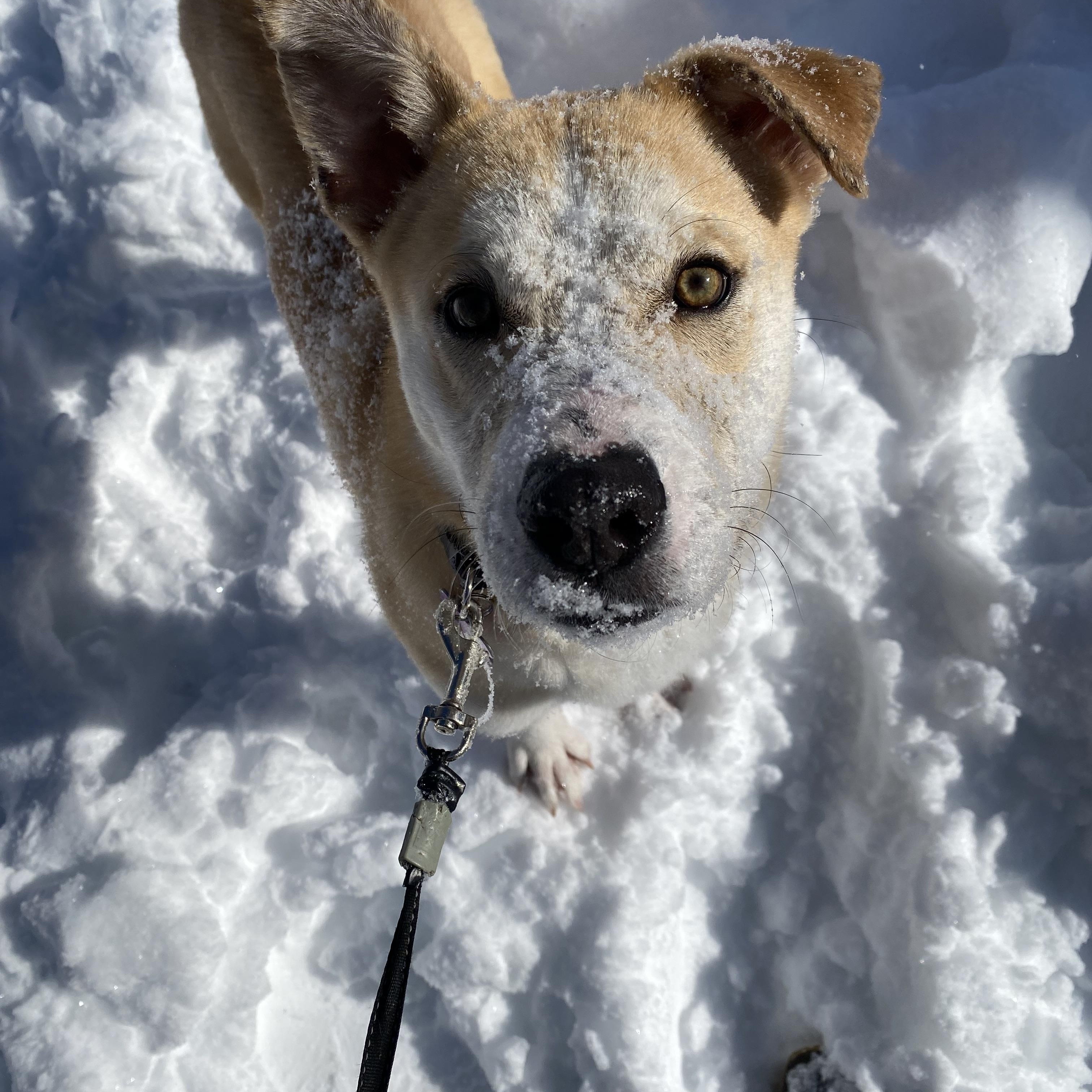 Dog for adoption - Dash, a Yellow Labrador Retriever & Husky Mix in ...