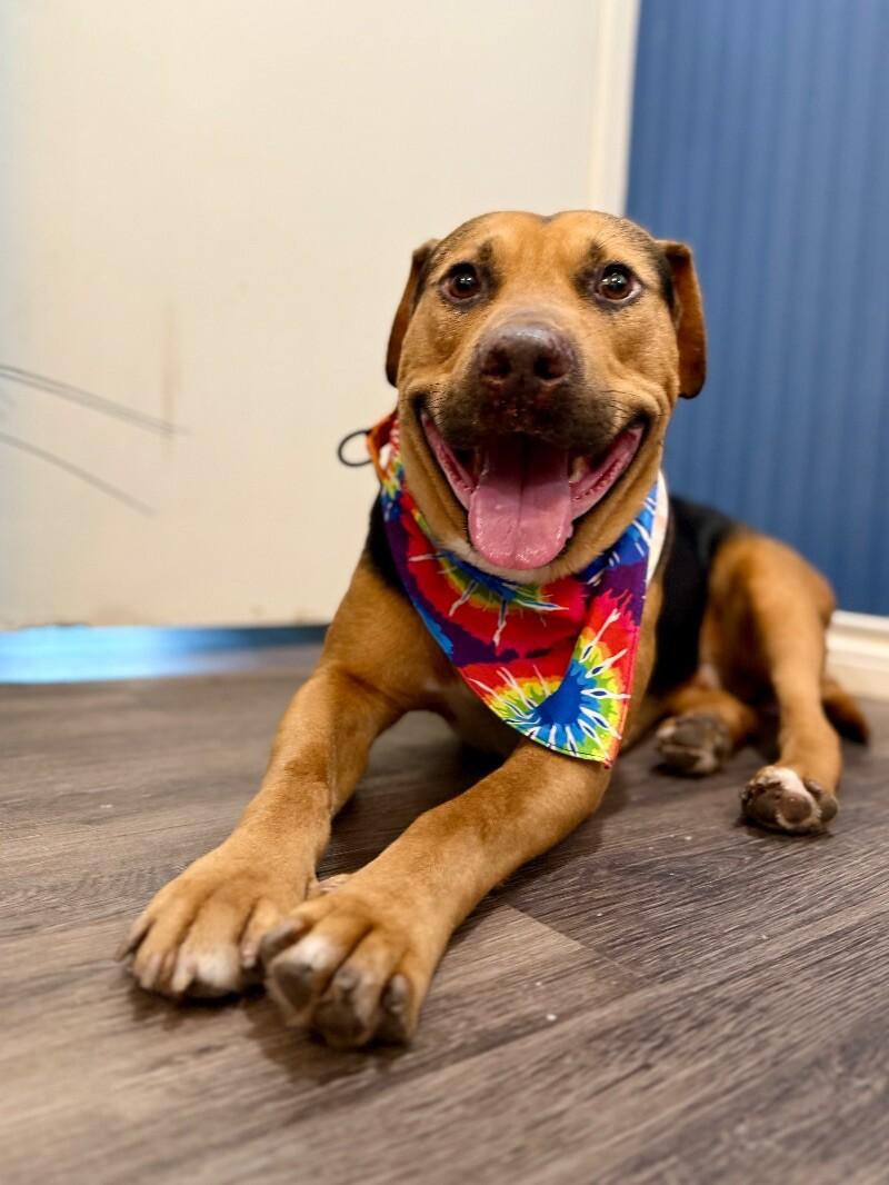 Dog for adoption - Monty Pasadena, a Shepherd & Pit Bull Terrier Mix in Brattleboro, VT | Petfinder