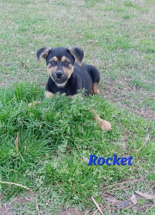 Dog for adoption - Rocket, a Rottweiler in Pine Bluff, AR | Petfinder