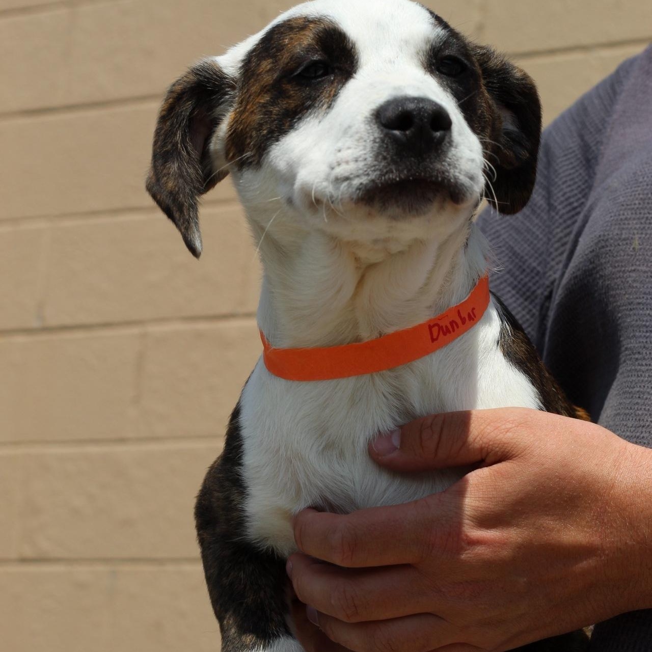 Dog for adoption - Dunbar, a Labrador Retriever & Mountain Cur Mix in ...