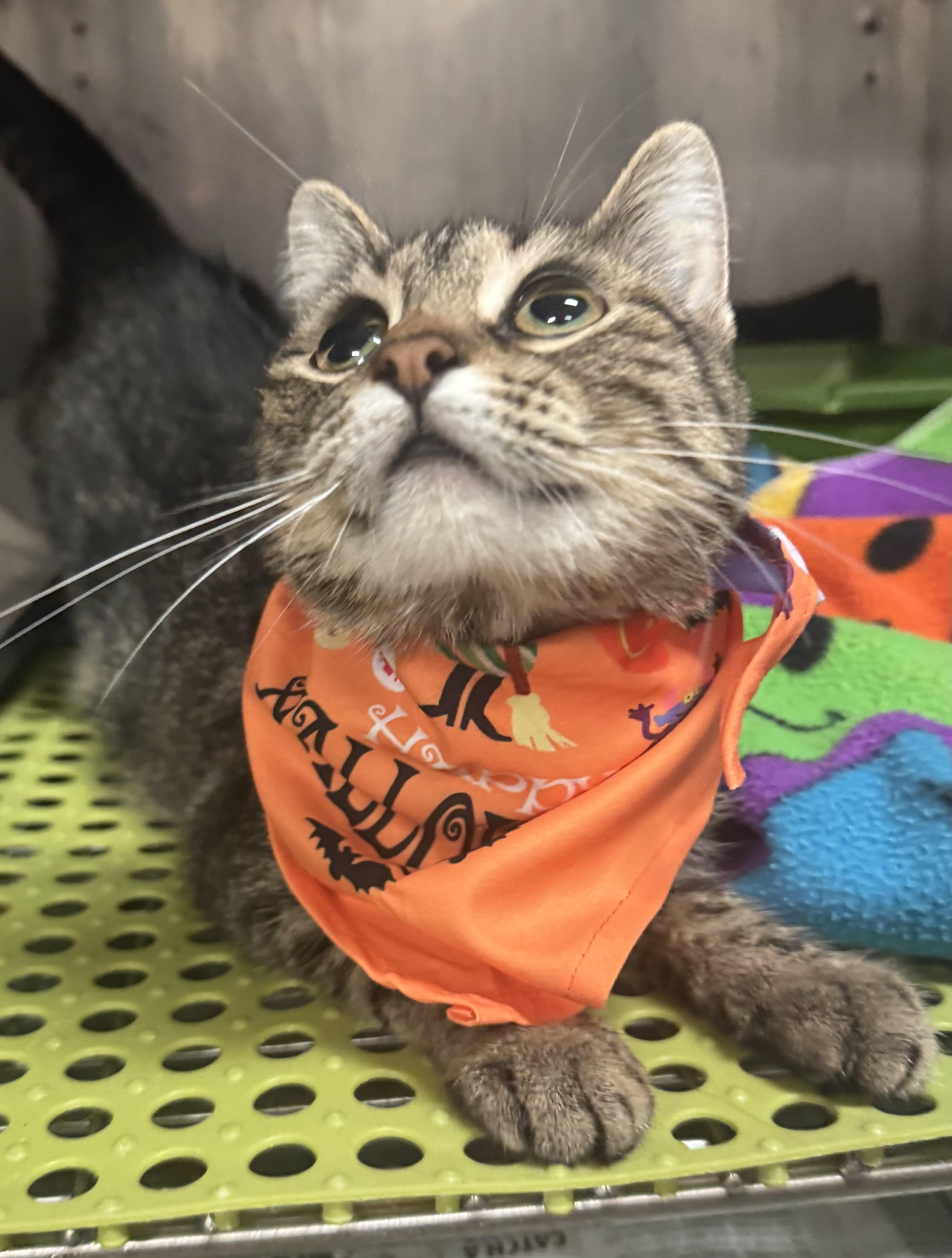 Cat for adoption - Meredith, a Domestic Short Hair in Blair, NE | Petfinder