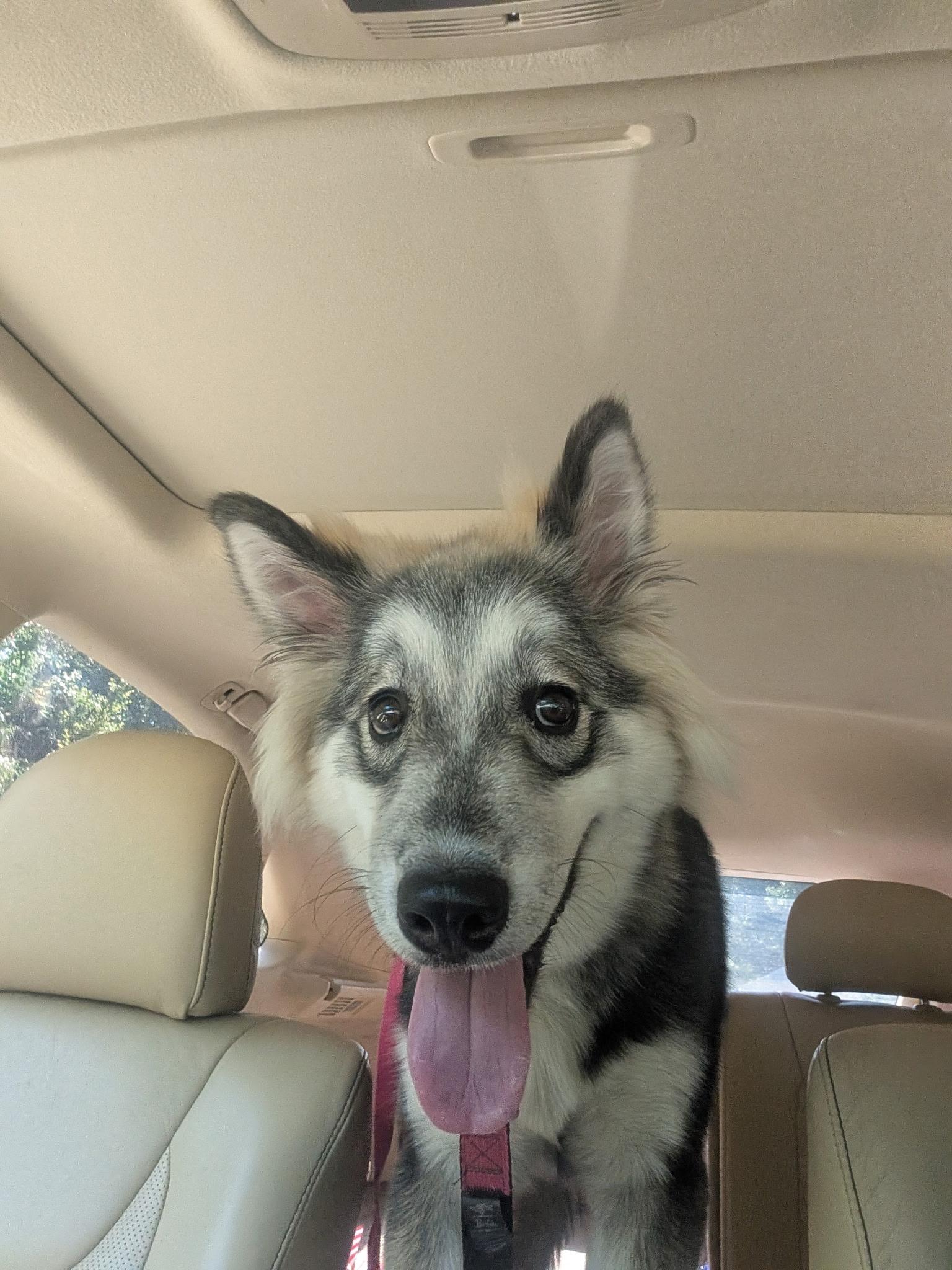 Dog for adoption - Denali, a Husky Mix in Dallas, TX | Petfinder