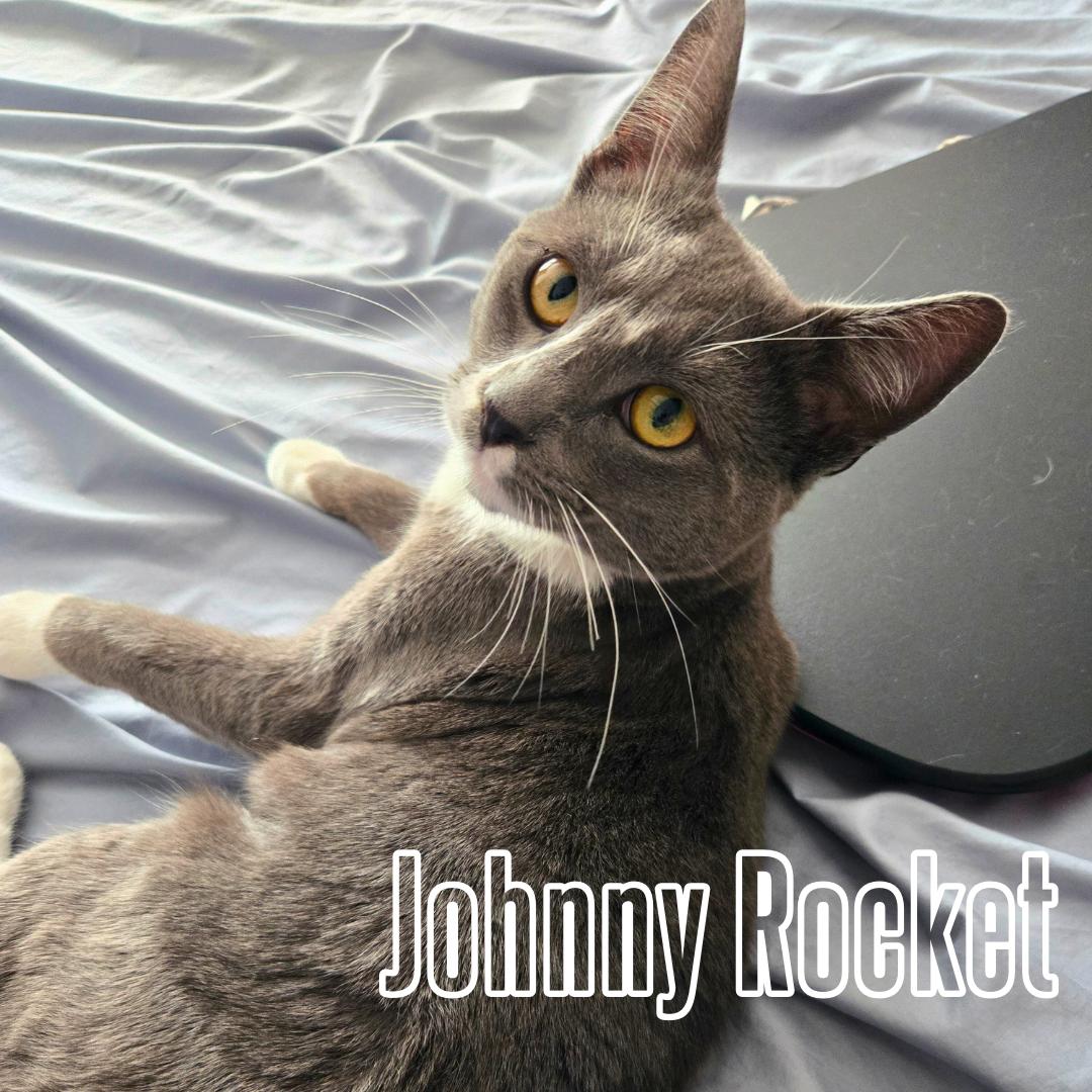Cat for adoption - Johnny Rocket, a Domestic Short Hair in Bronx, NY | Petfinder
