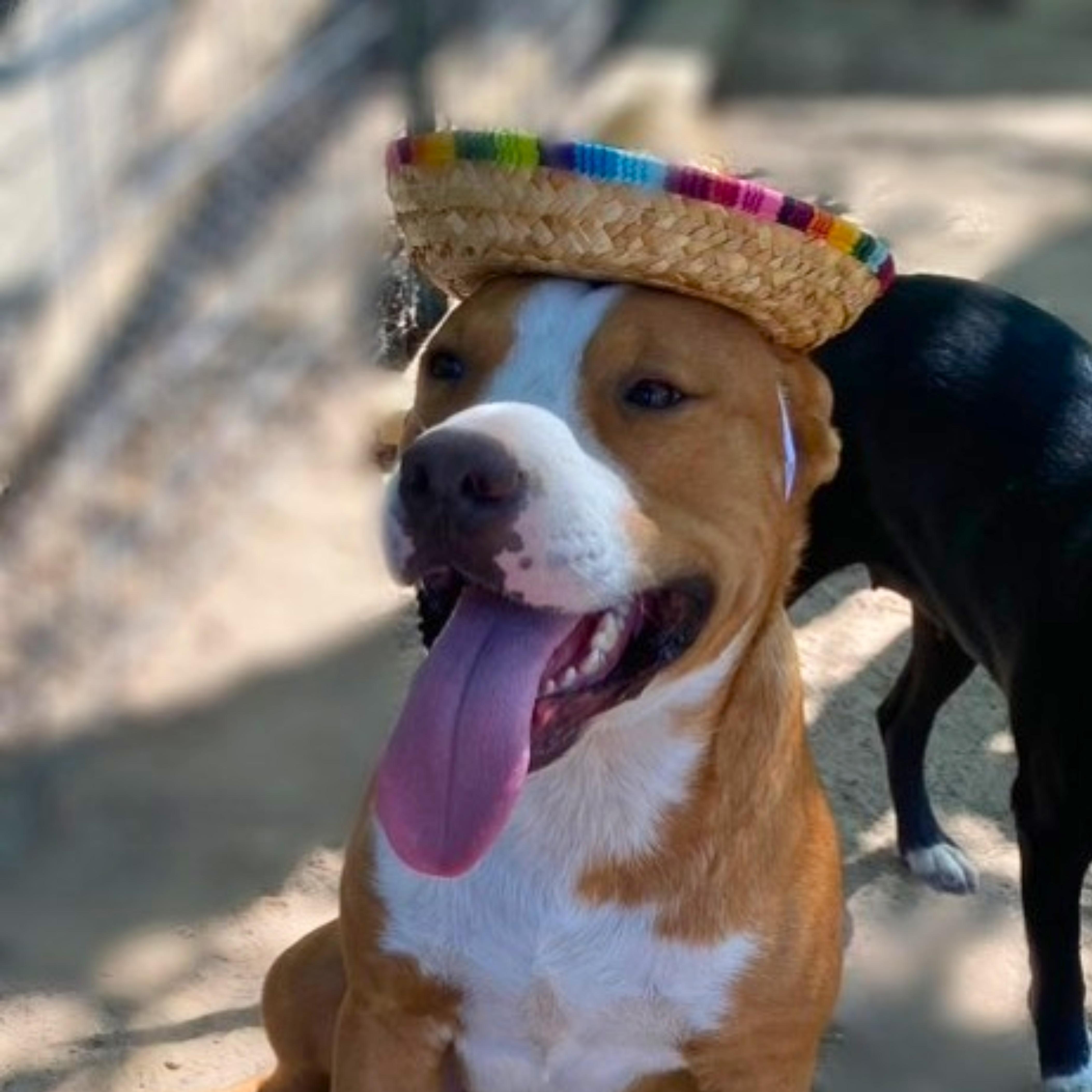 Dog for adoption - Felix, a Labrador Retriever Mix in Salt Lake City ...